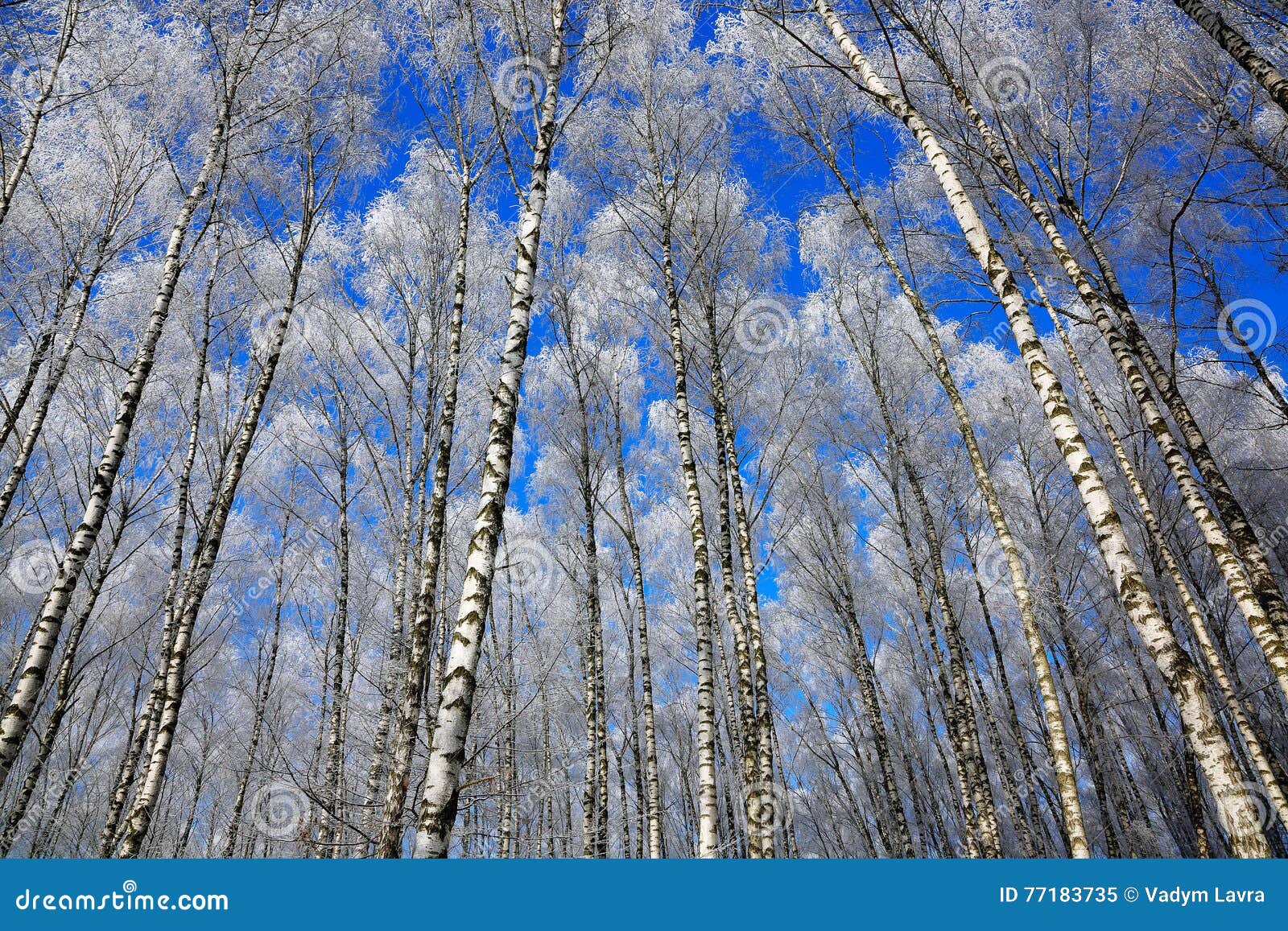 Birch Trees in Rime on a Clear Winter Day Stock Image - Image of ...