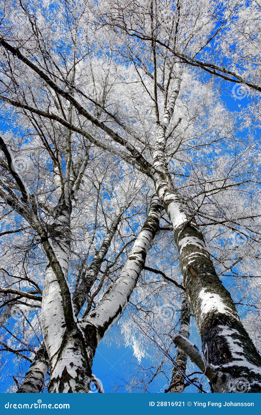 Birch Trees with Rime Frost Stock Image - Image of trees, birch: 28816921