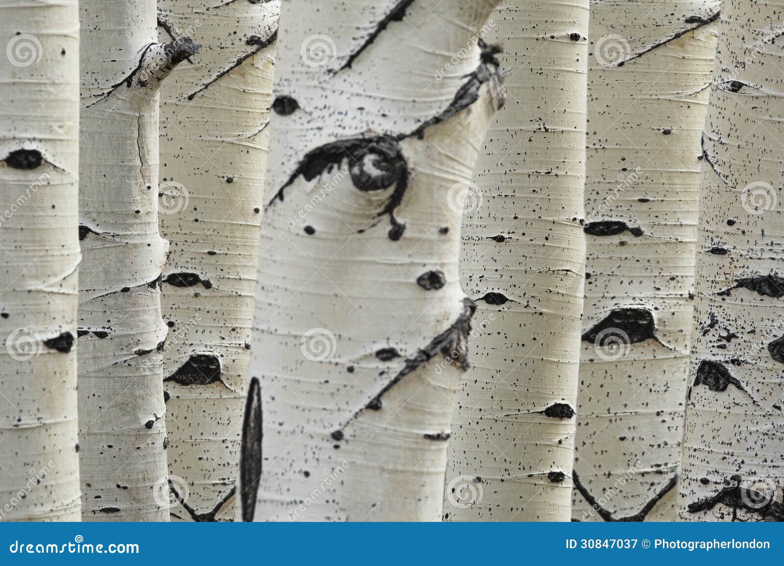 Birch Trees in a Row Close-up of Trunks Stock Image - Image of tree ...