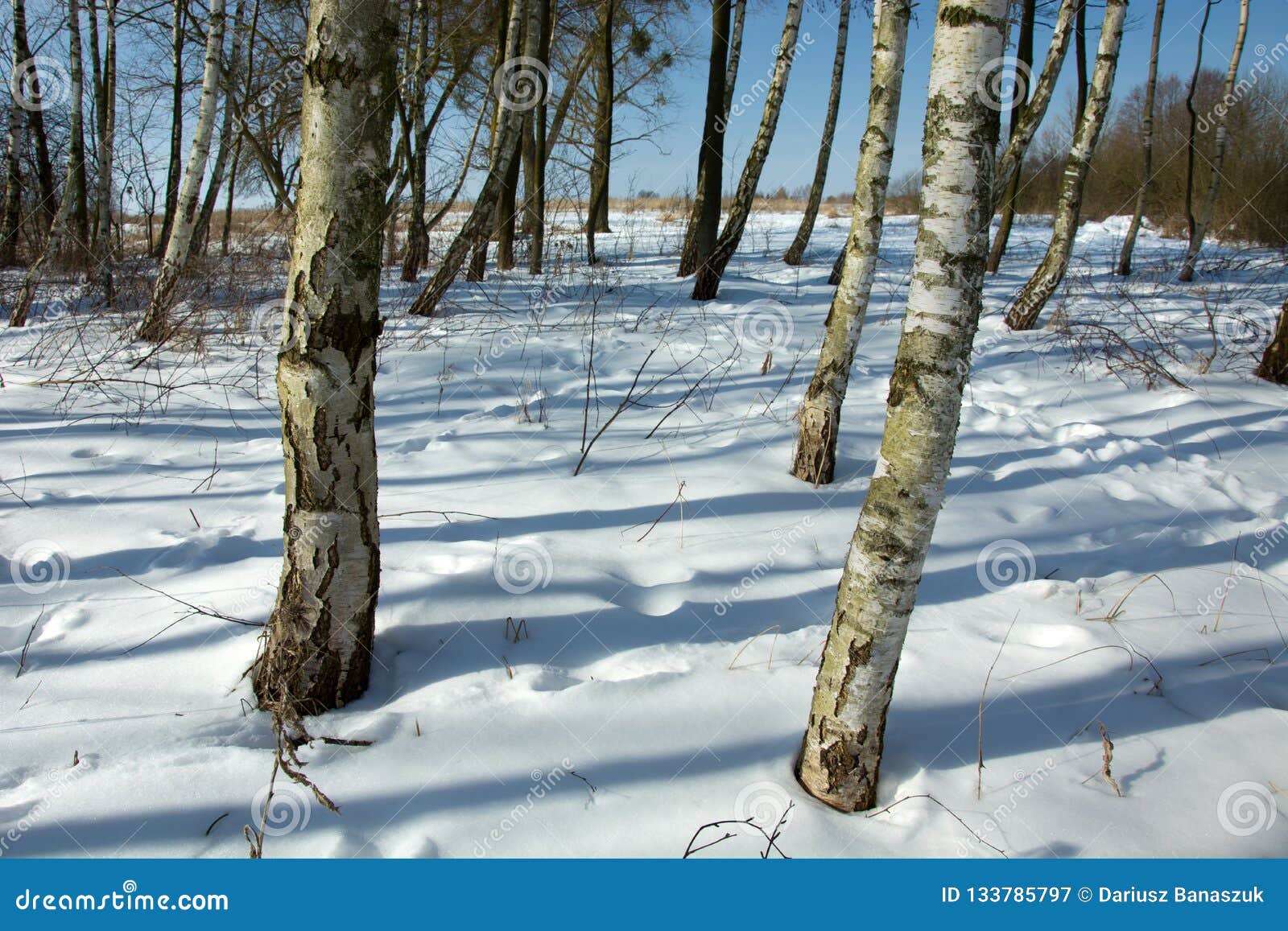 Birch Trees and Shadows on the Snow Stock Image - Image of blue ...