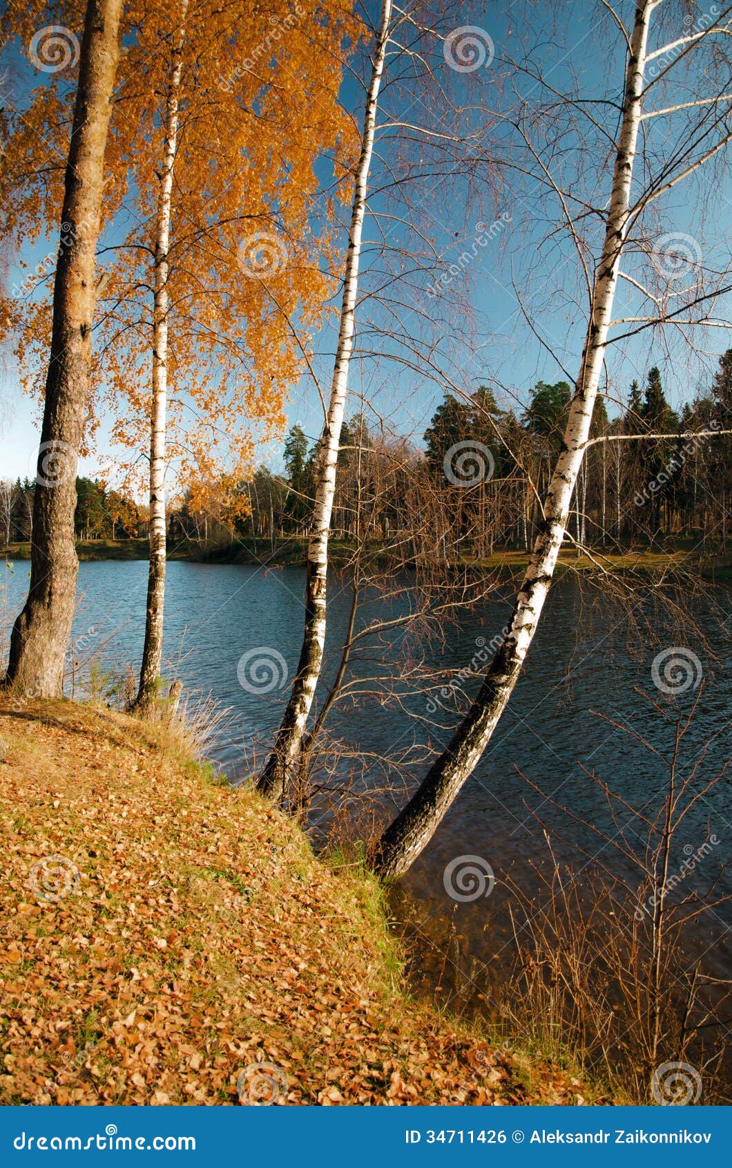 Birch trees on the shore stock photo. Image of ecology - 34711426