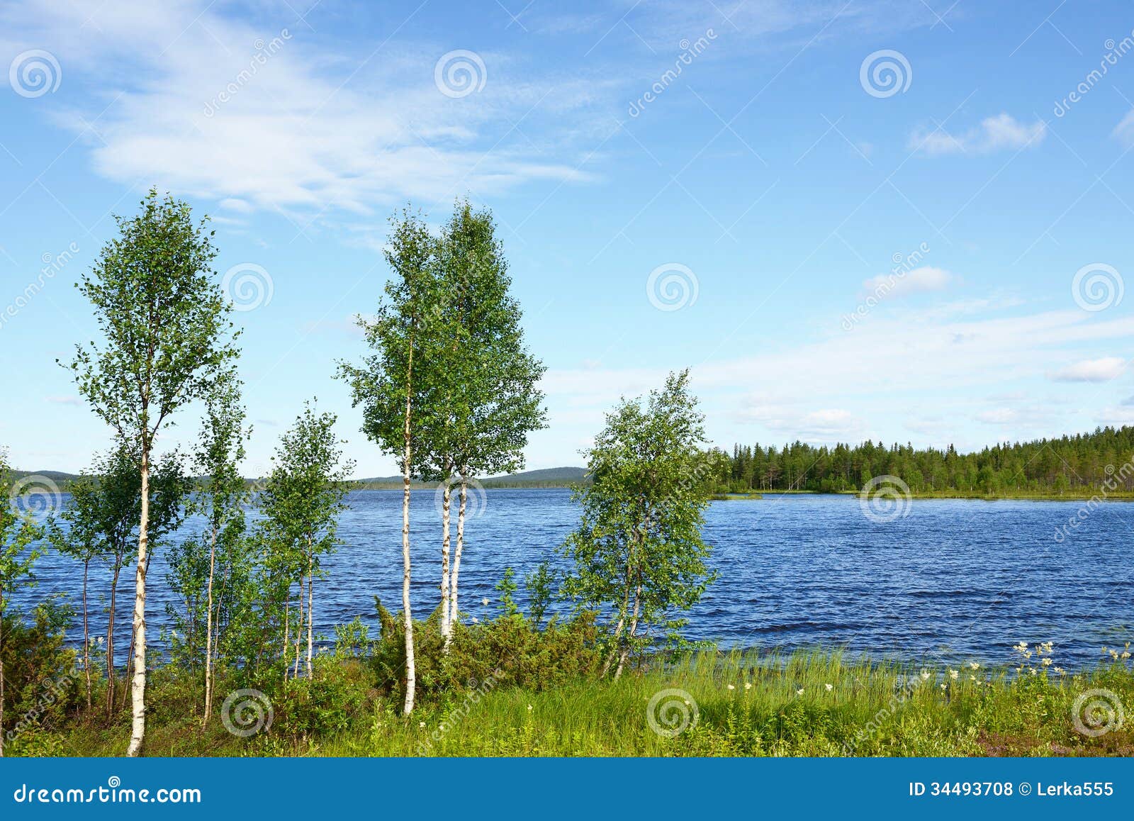 Birch Trees on the Shore of the Blue Lake Stock Photo - Image of fresh ...
