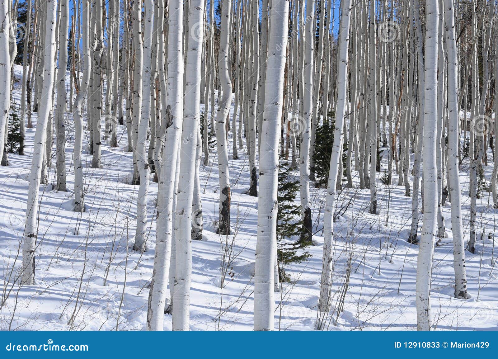 Birch trees in the snow stock image. Image of floor, white - 12910833