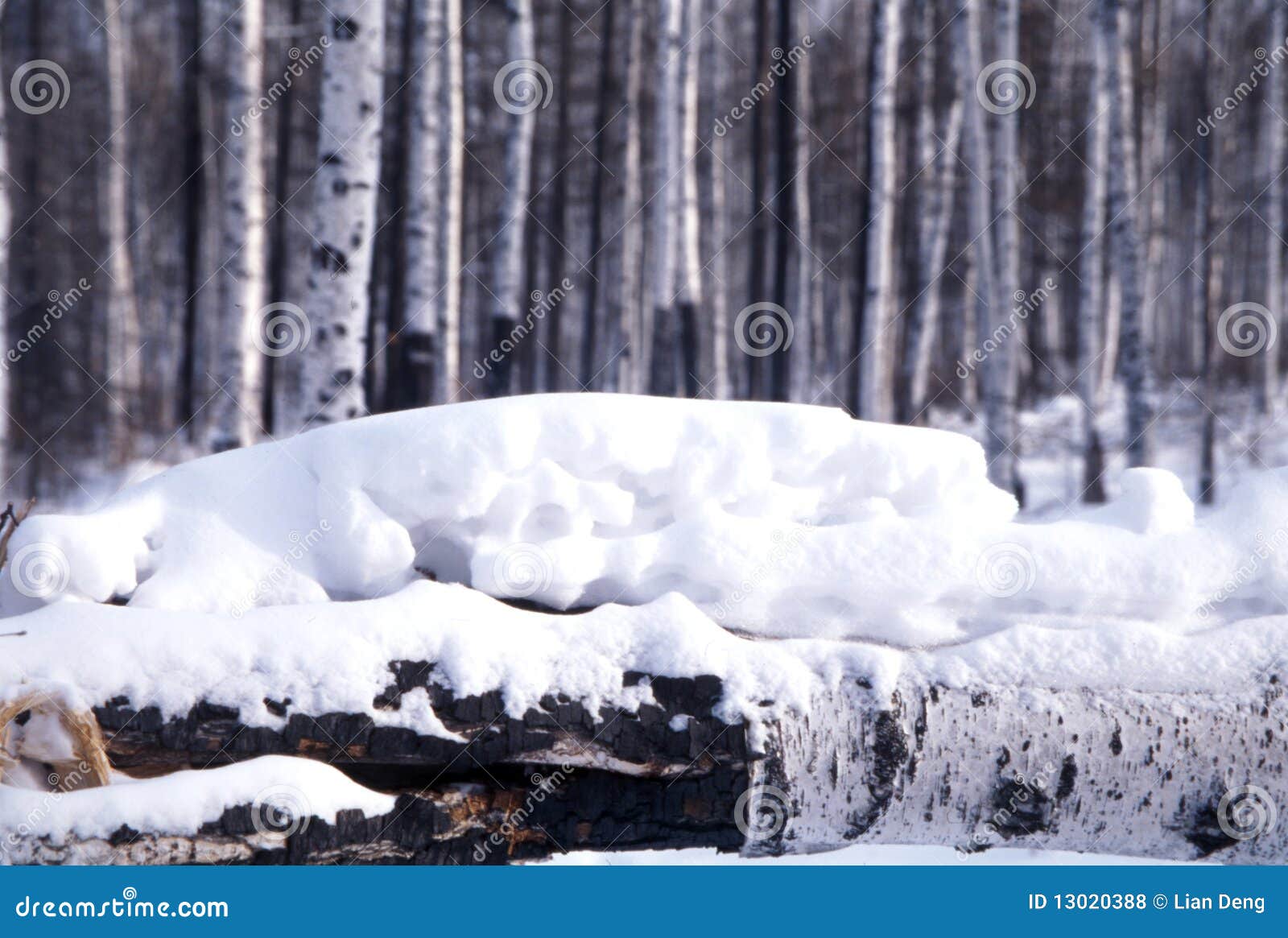 Birch trees in snow stock photo. Image of plant, china - 13020388