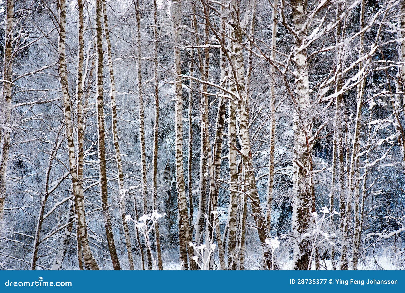 Birch trees in snow stock image. Image of winter, frost - 28735377