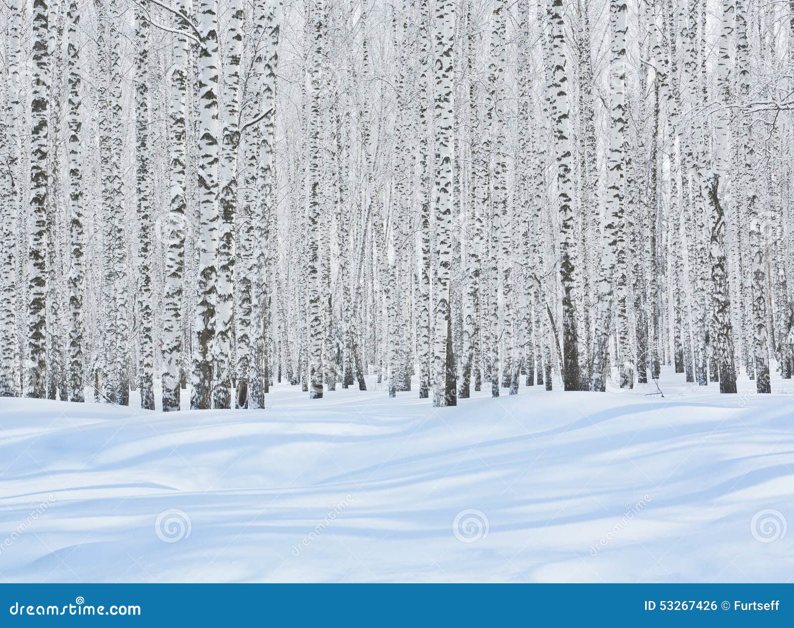 Birch Trees In Snow