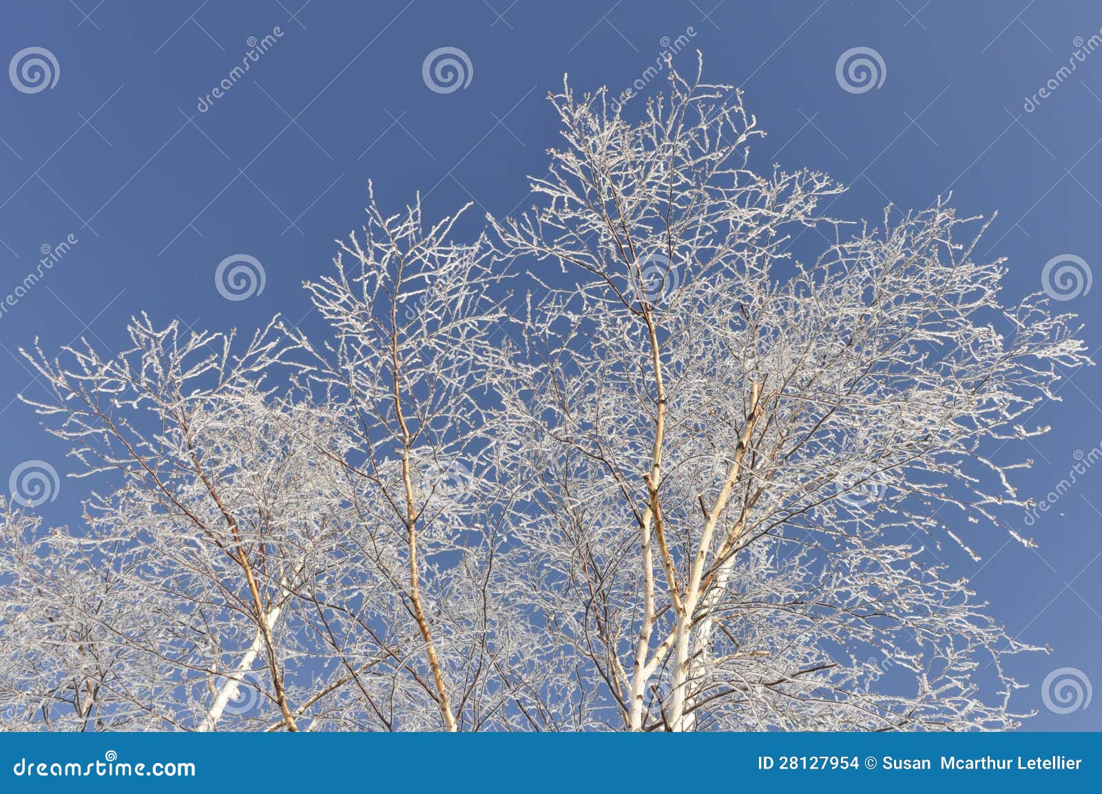 Birch Trees with Snow and Ice Crystals Stock Photo - Image of sunny ...