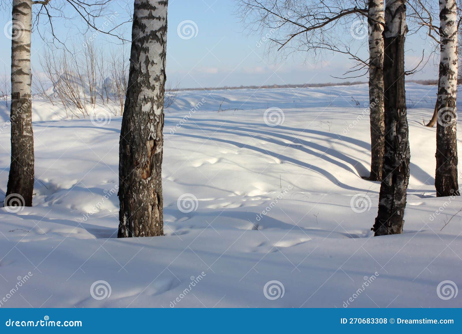Birch Trees and Snow in Winter Forest Stock Photo - Image of woodland ...