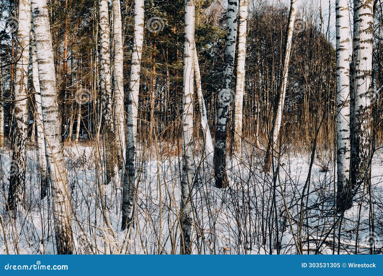 Sun-lit Winter Scene of a Snowy Forest with Birch Trees. Stock Image ...