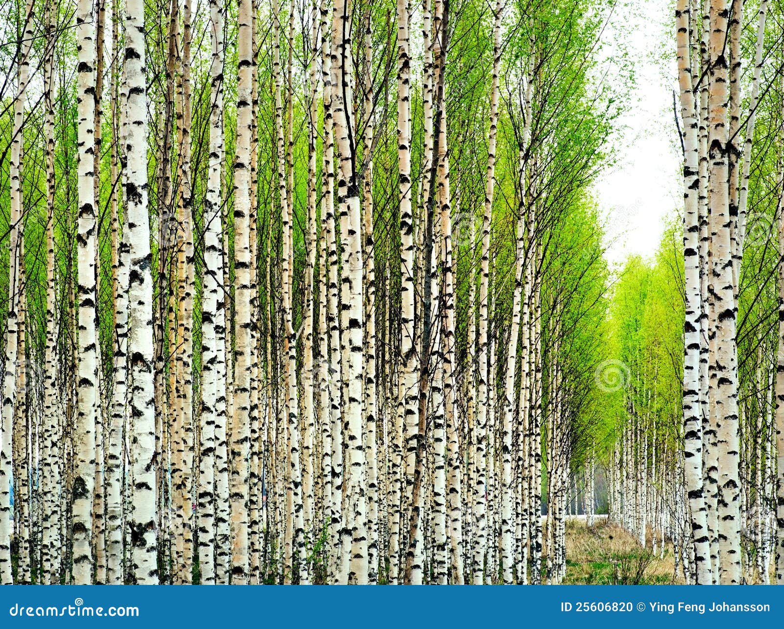 Birch Trees In Spring Stock Photo - Image: 25606820