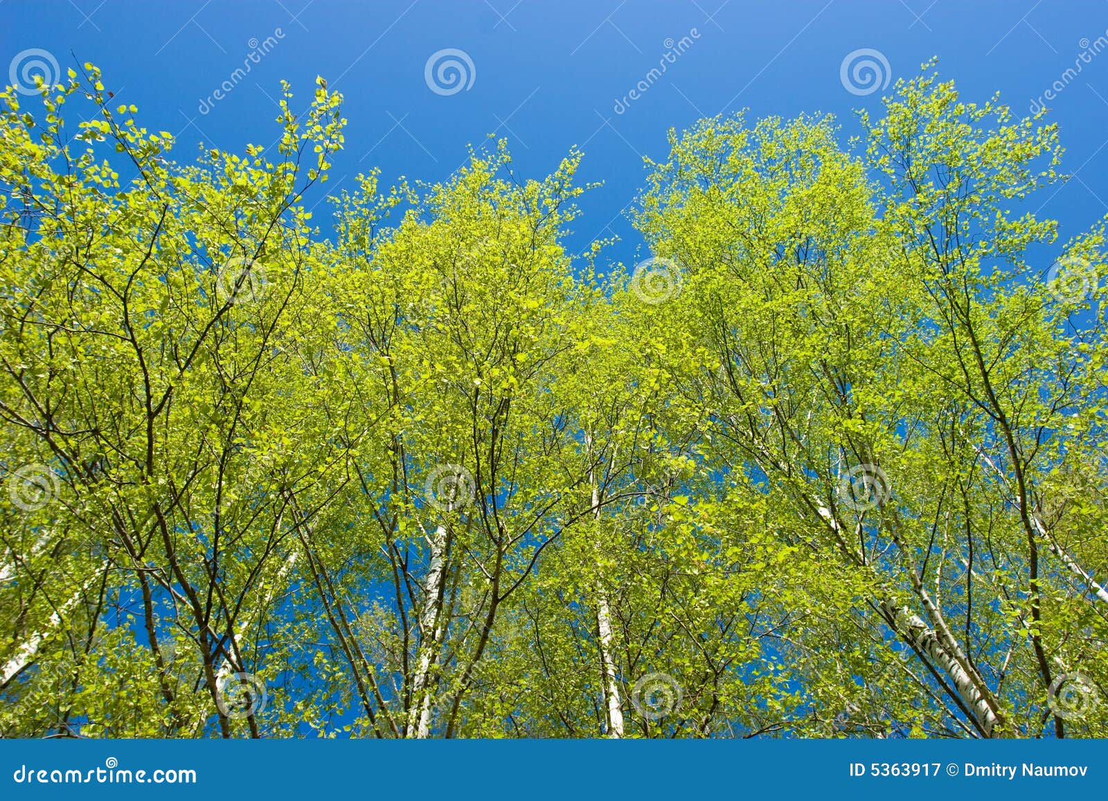 Birch trees at spring stock image. Image of plant, environment - 5363917