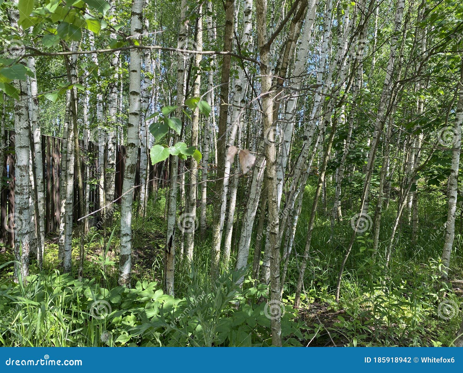 Birch trees in spring stock photo. Image of spring, sunny - 185918942