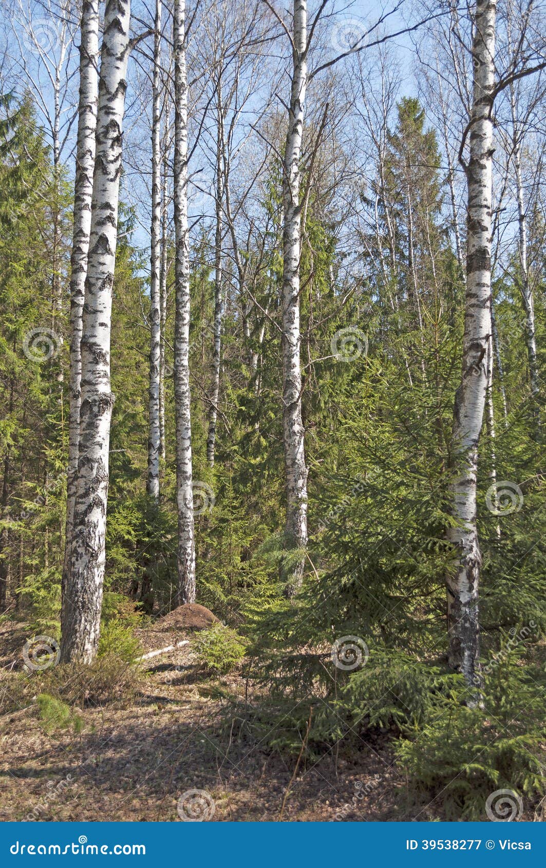 Birch Trees in Spring Forest Stock Image - Image of bare, land: 39538277