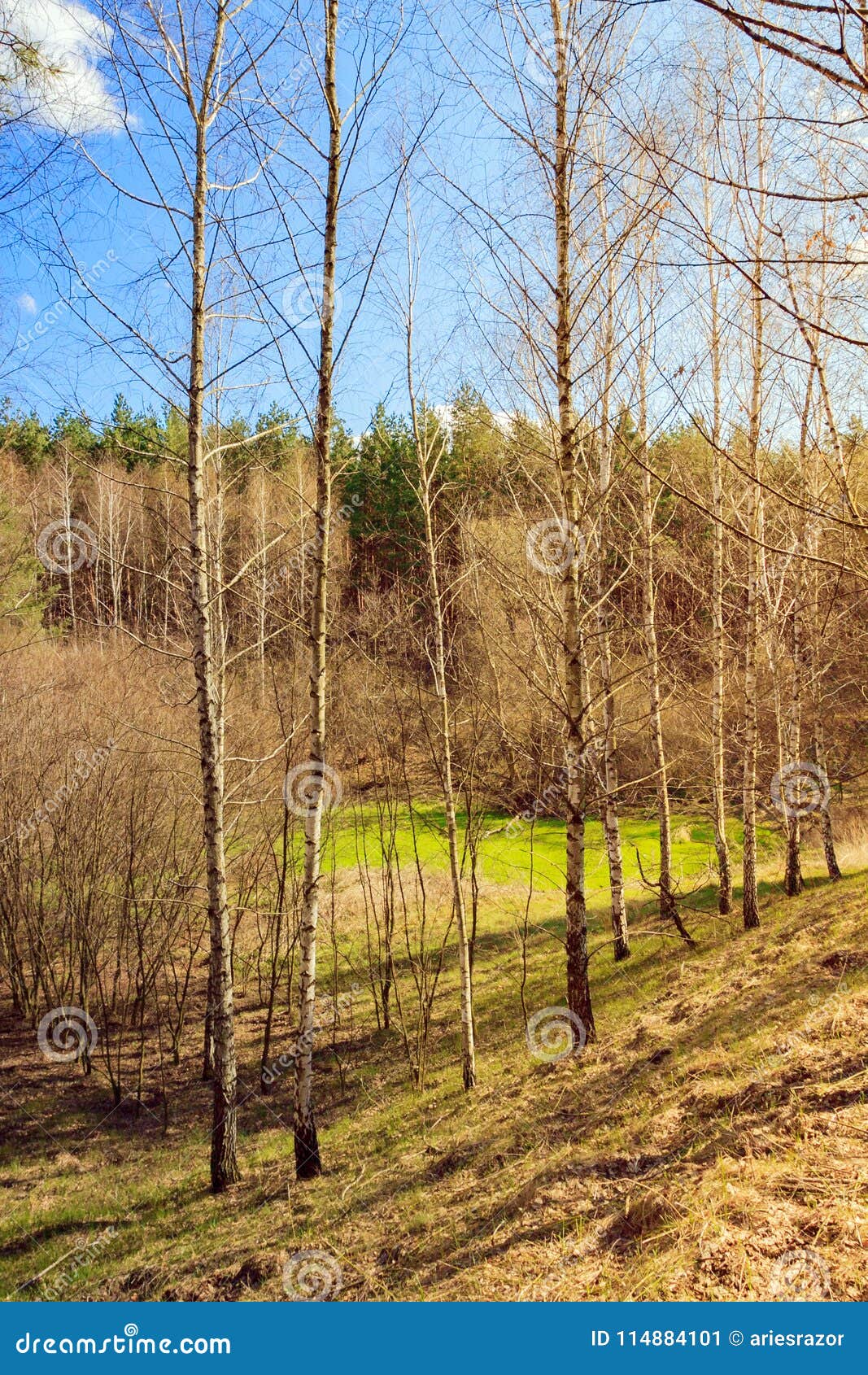 Birch Trees in the Spring Forest Stock Image - Image of green, life ...