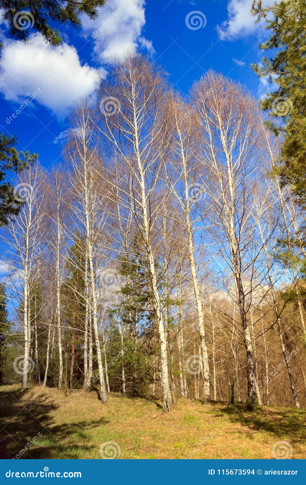 Birch Trees in the Spring Forest Stock Photo - Image of nature, macro ...