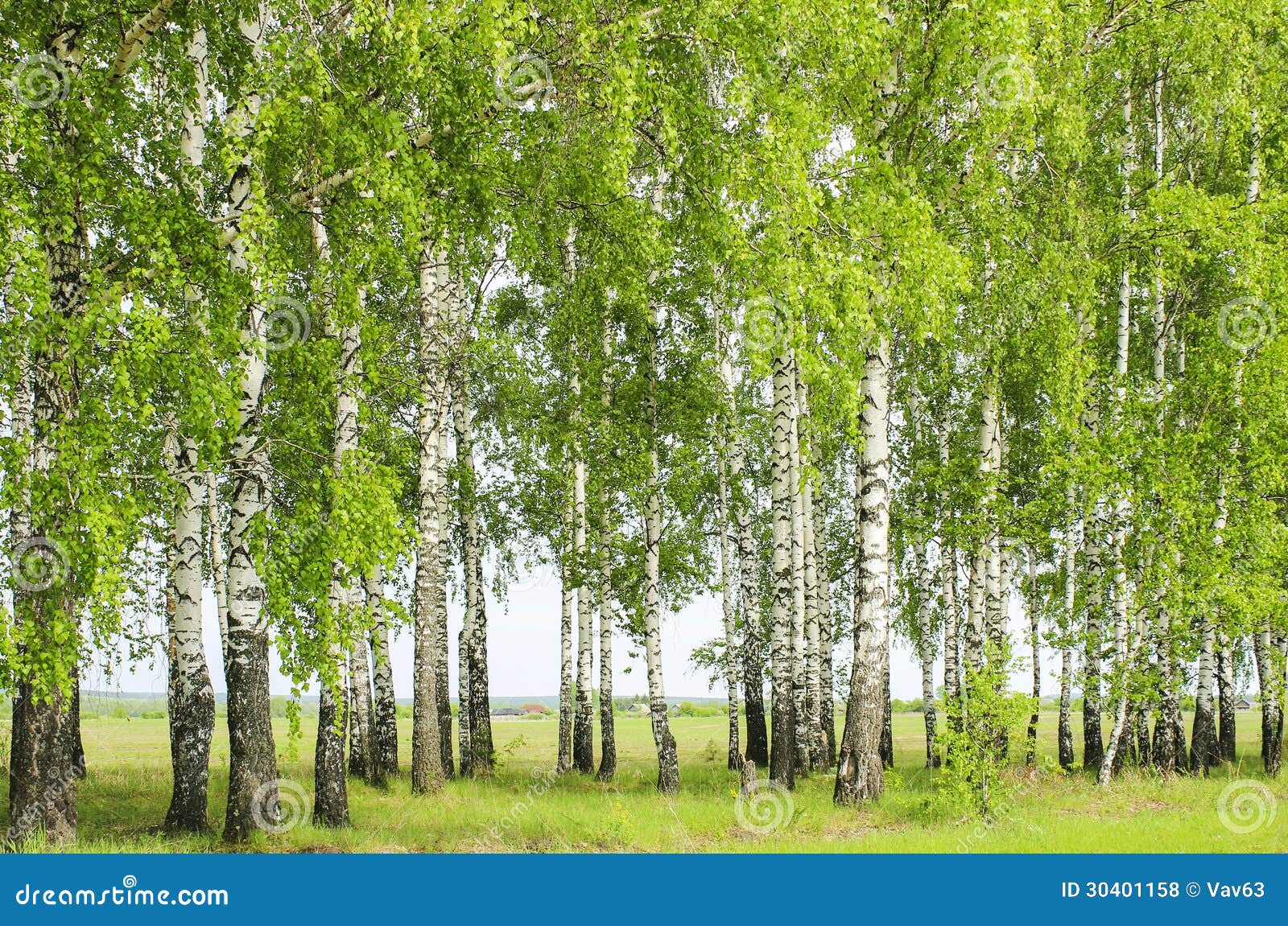 Birch trees in spring stock photo. Image of edge, crust - 30401158