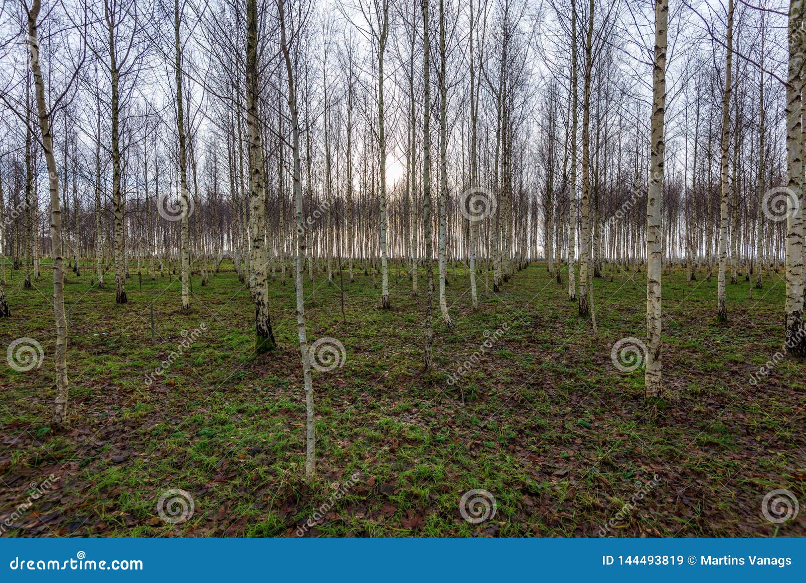Birch trees in spring stock image. Image of mass, tree - 144493819