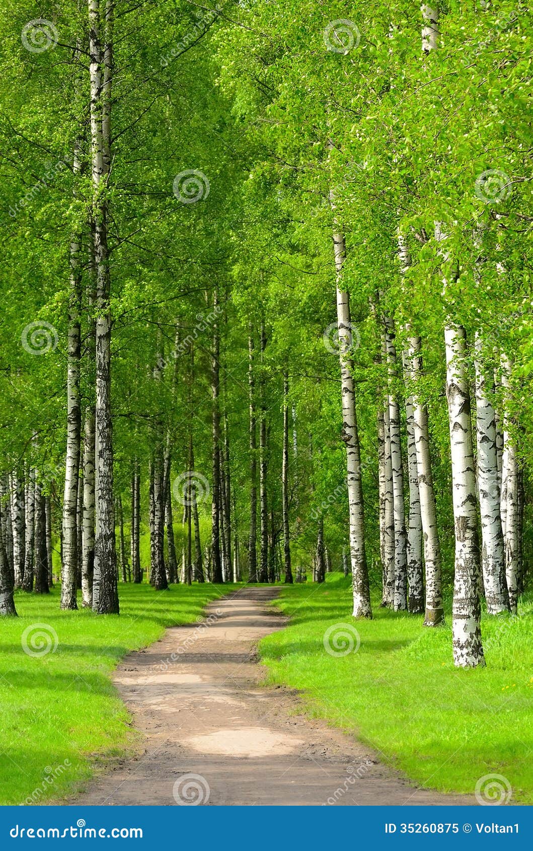 Birch trees stock image. Image of natural, park, tree - 35260875