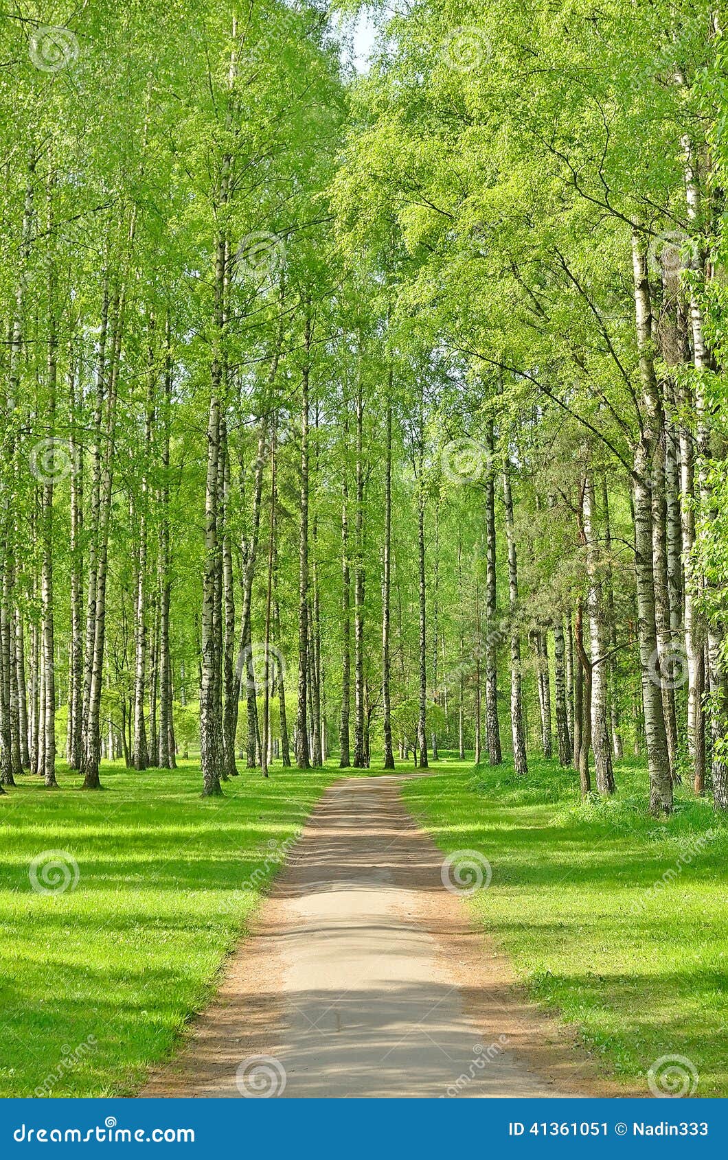 Birch trees in spring park stock image. Image of summer - 41361051