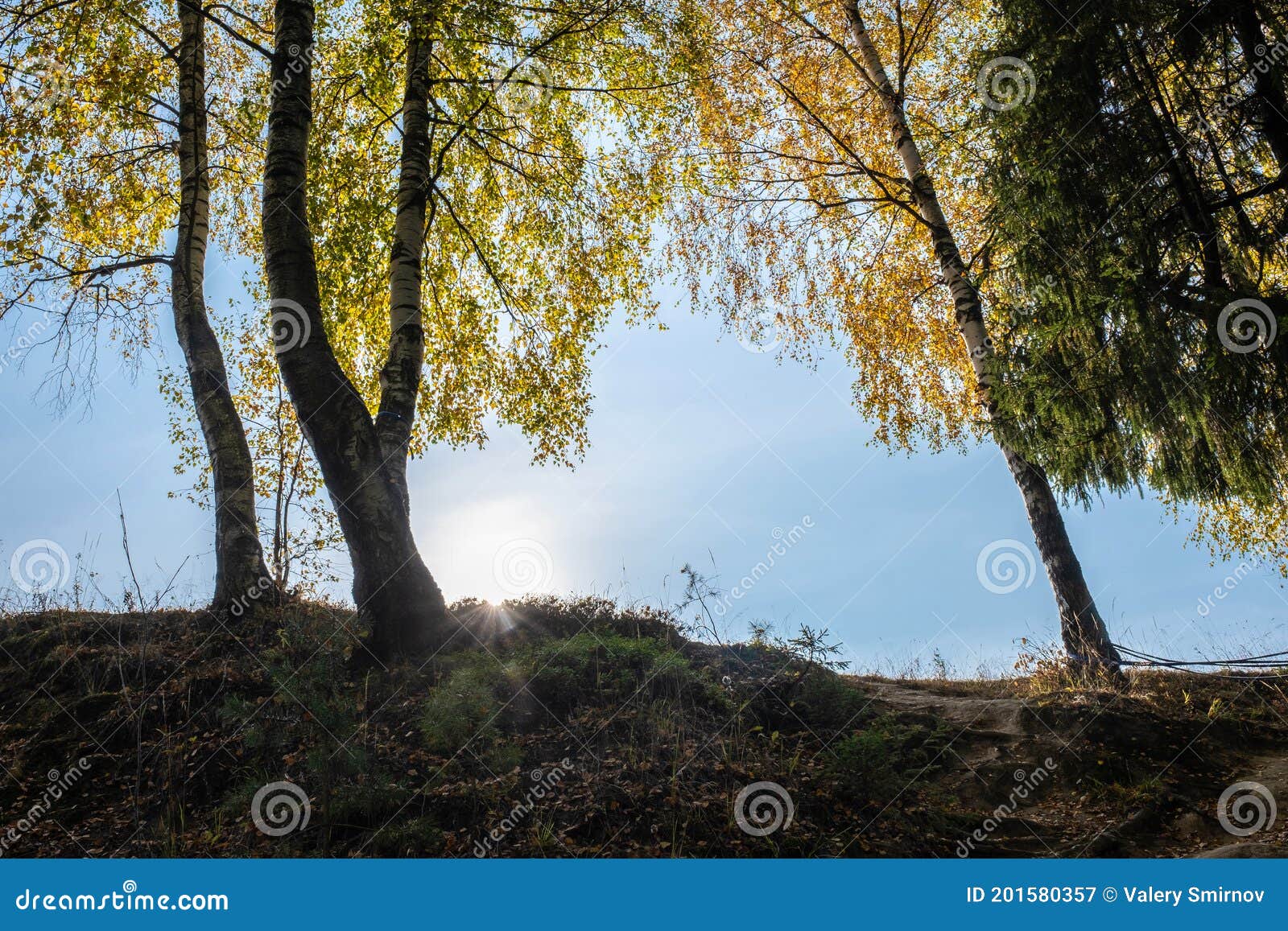 Birch Trees Standing on the Edge of a Steep Cliff in the Harsh Rays of ...