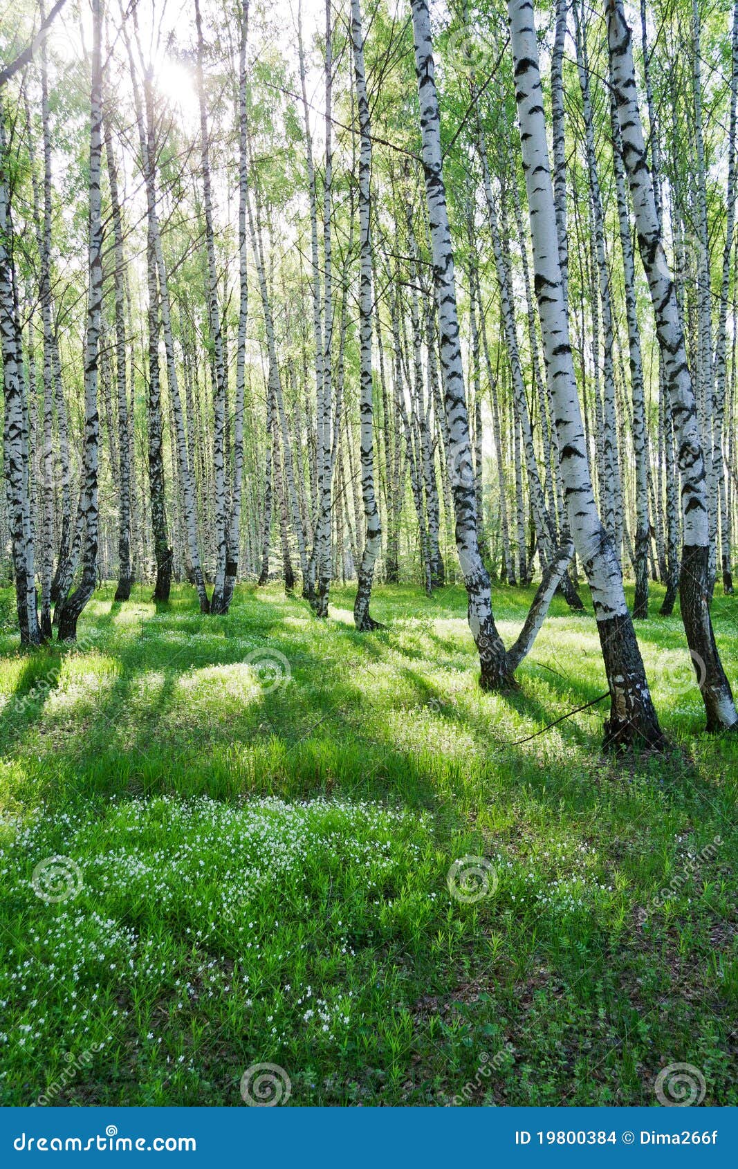 Birch trees in summer stock photo. Image of forest, leaves - 19800384