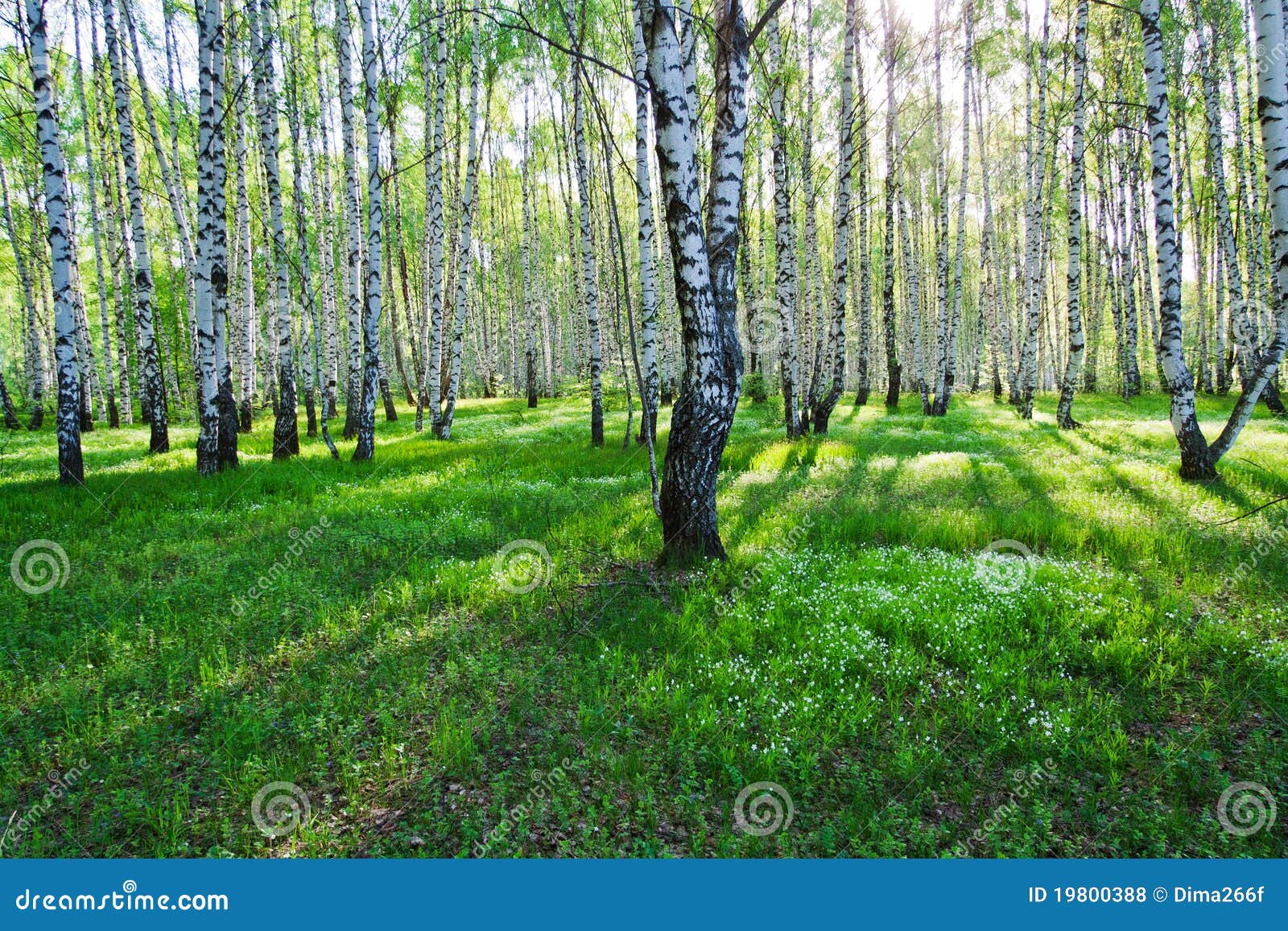 Birch trees in summer stock photo. Image of texture, bright - 19800388