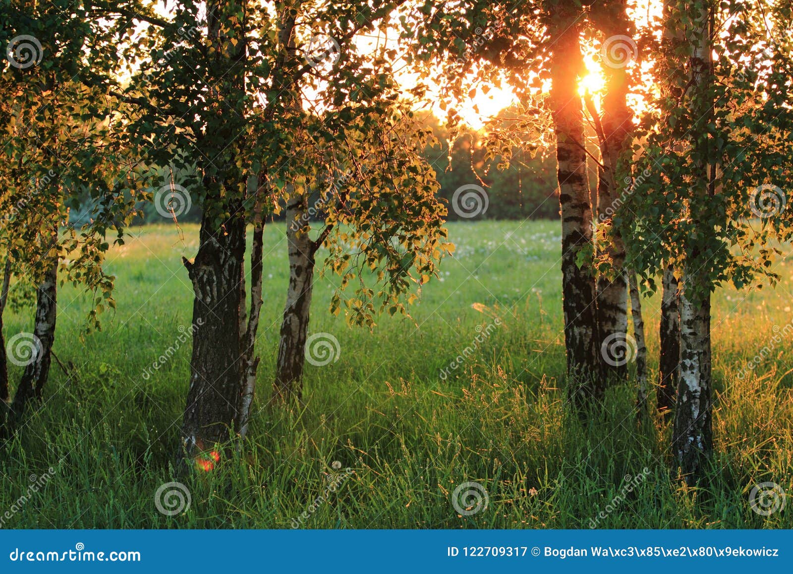 Birch trees in the summer stock image. Image of sunlight - 122709317