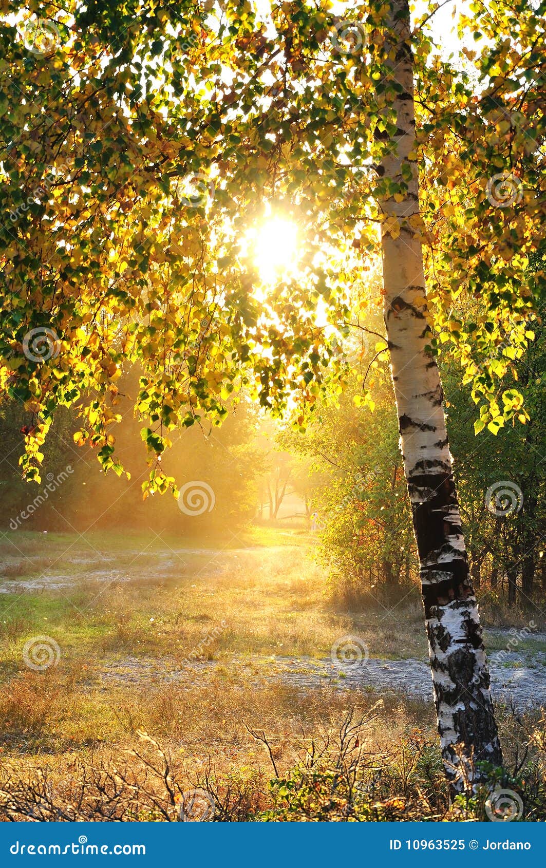 Birch Trees in a Summer Forest Stock Image - Image of nature, life ...