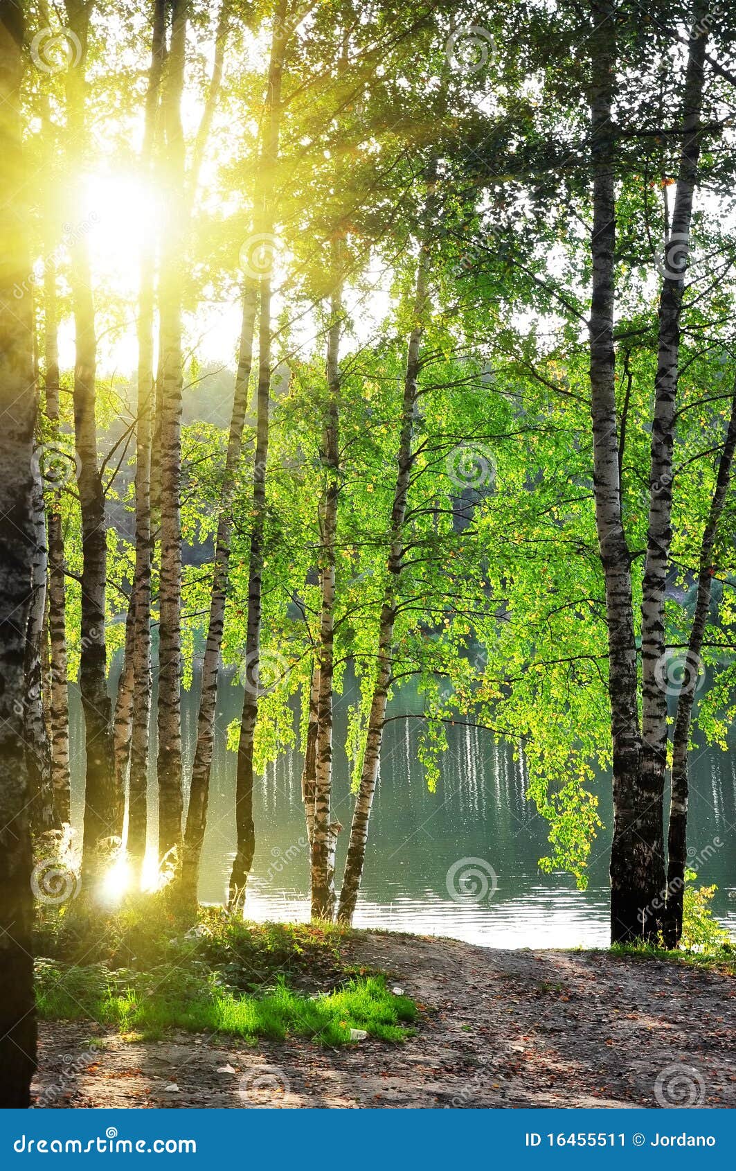 Birch Trees in a Summer Forest Stock Image - Image of lush, leaf: 16455511
