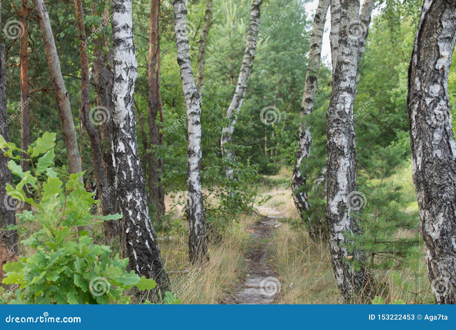 Birch Trees in Summer Forest, Poland Stock Image - Image of bright ...