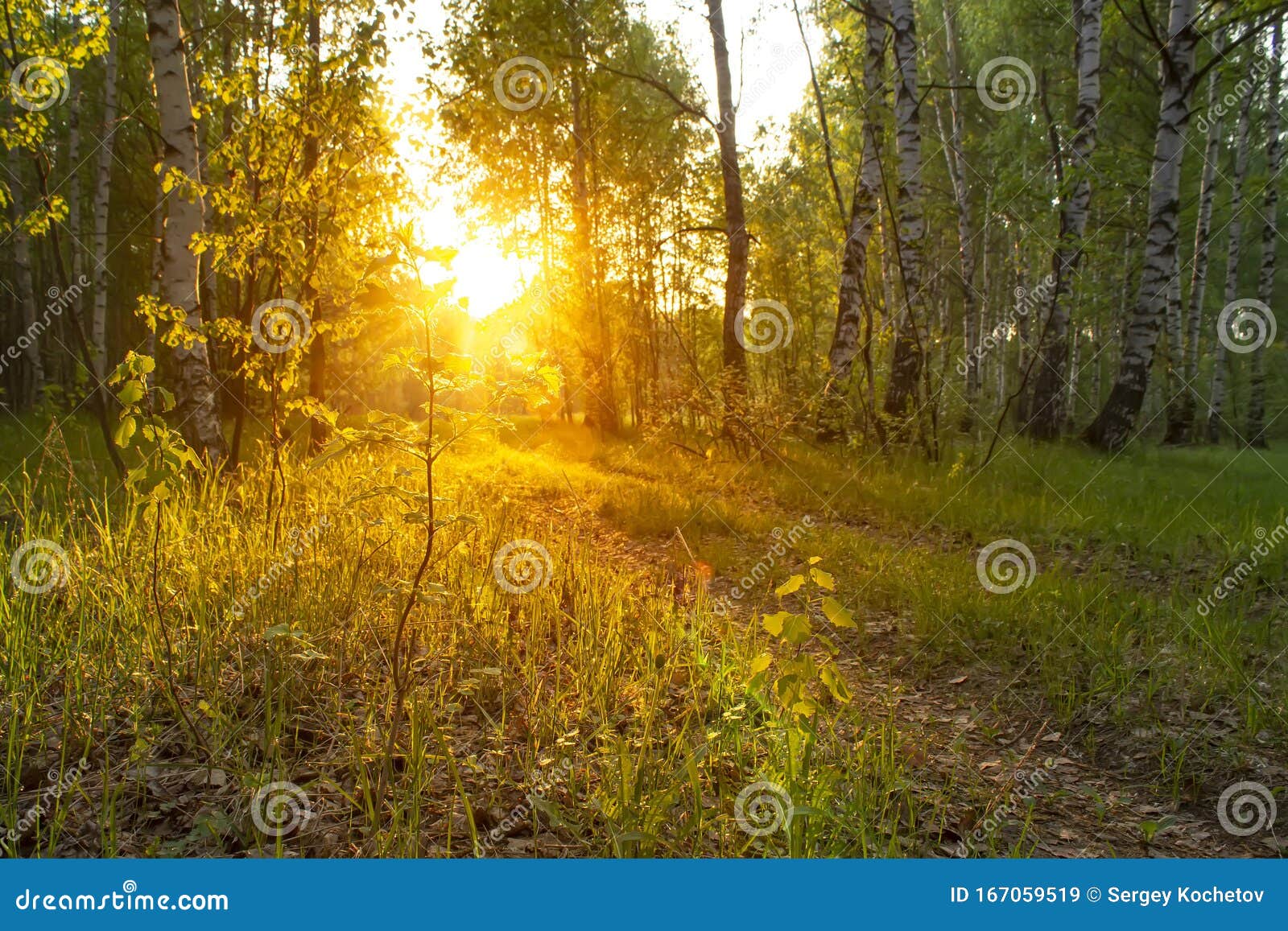 Birch Trees in a Summer Forest on Sunrise 库存图片 - 图片 包括有 影子, 冒险家: 167059519