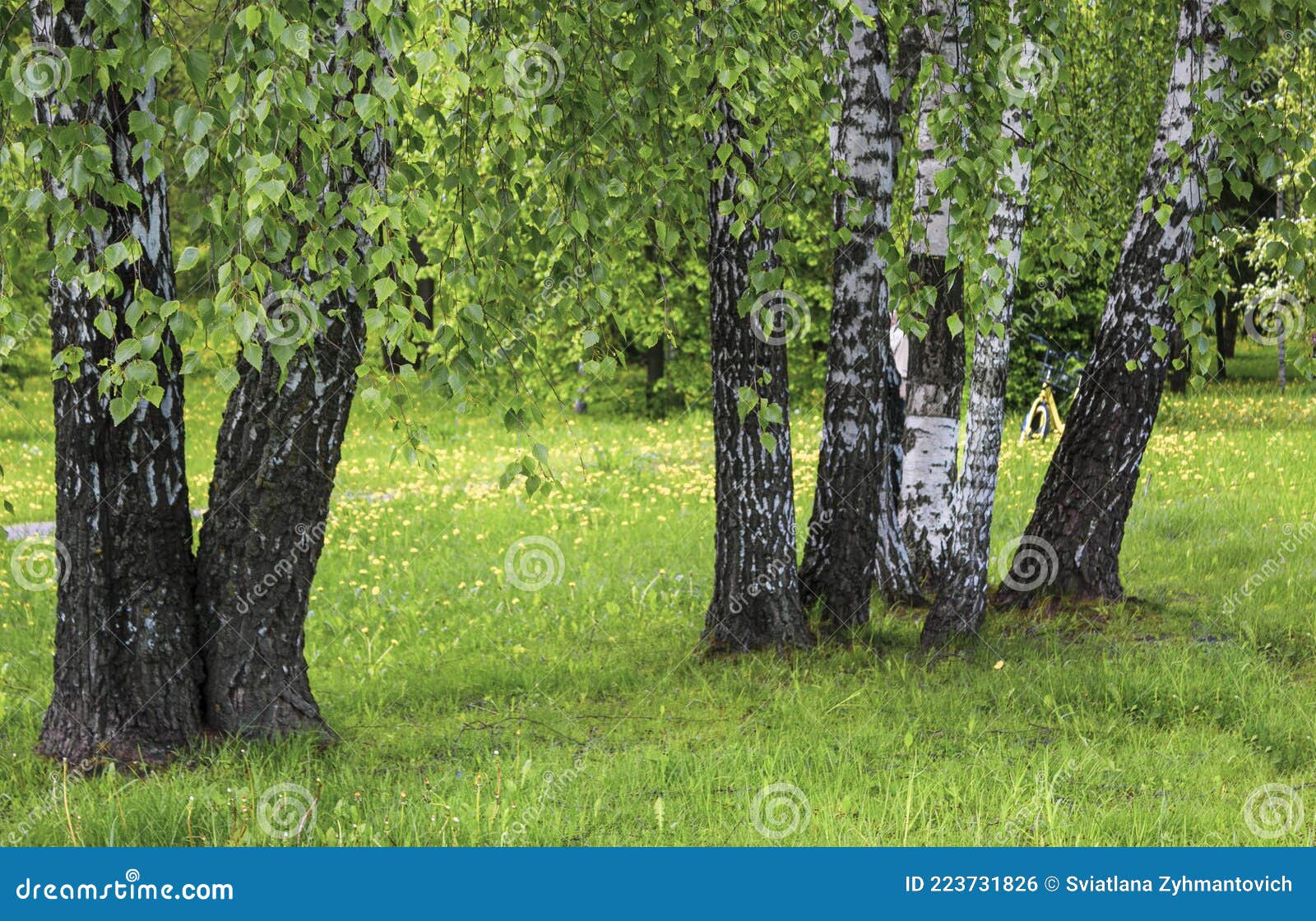 Birch Trees in a Summer Forest Stock Photo - Image of russia, foliage ...