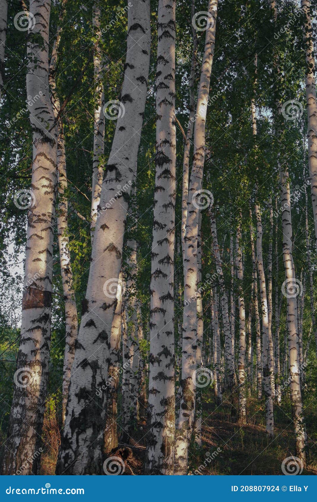Birch Trees in Summer at Sunset Stock Photo - Image of autumn, leaf ...