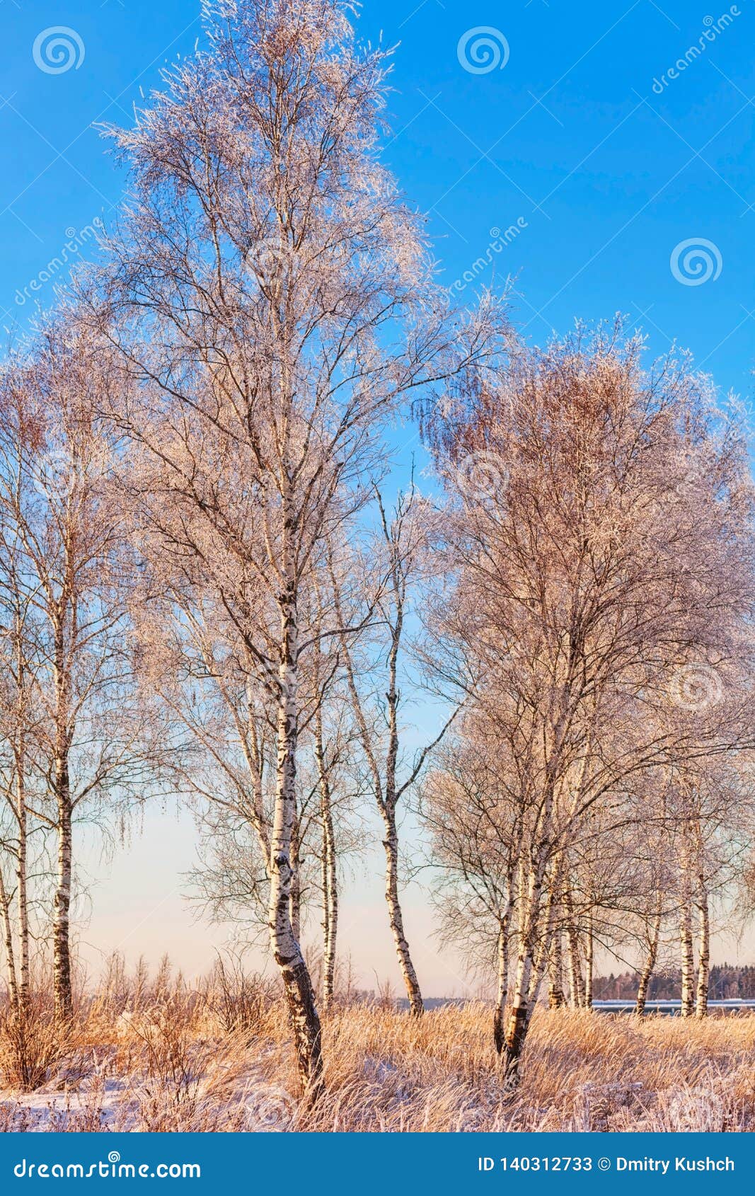 Birch Trees in Sunset Lights Stock Image - Image of frost, covered ...