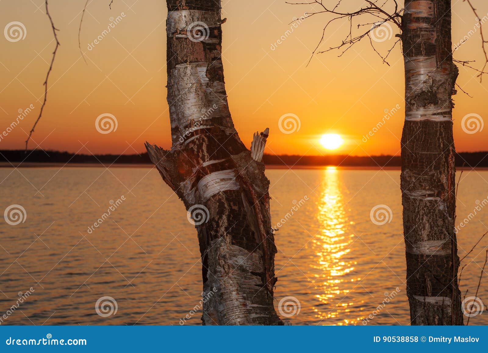 Birch trees at sunset stock photo. Image of bright, birch - 90538858