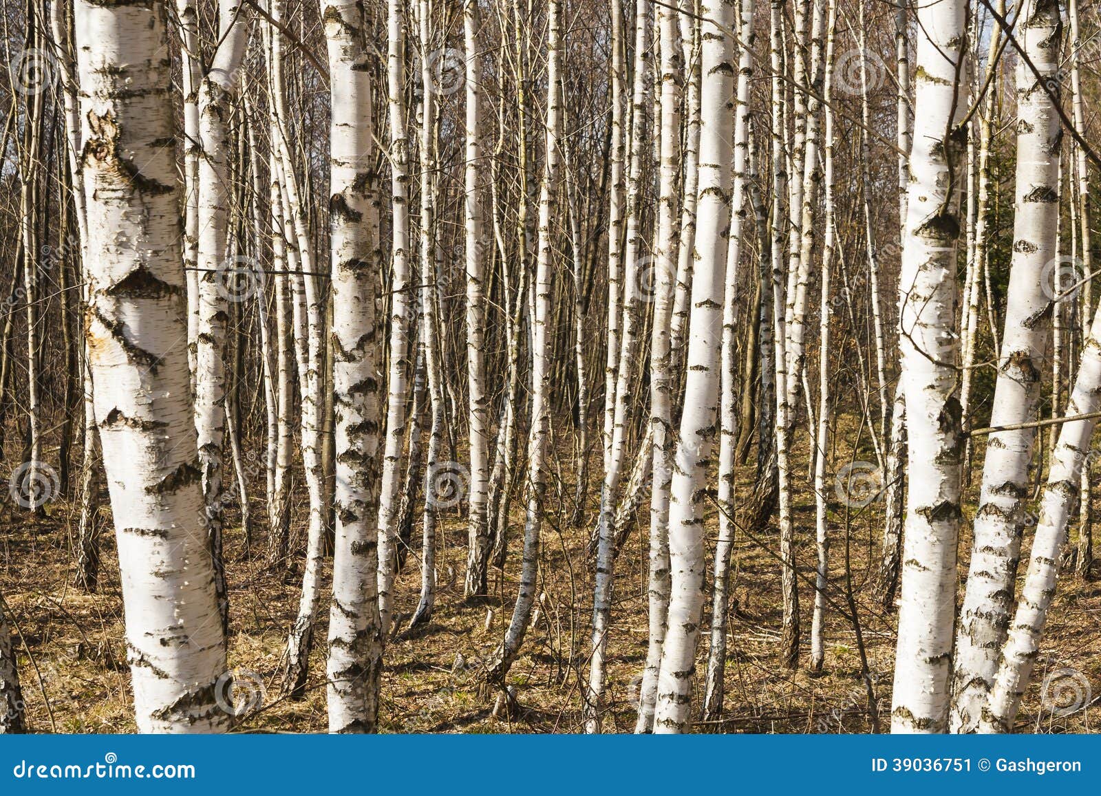 Birch trees. stock image. Image of nature, looking, landscape - 39036751
