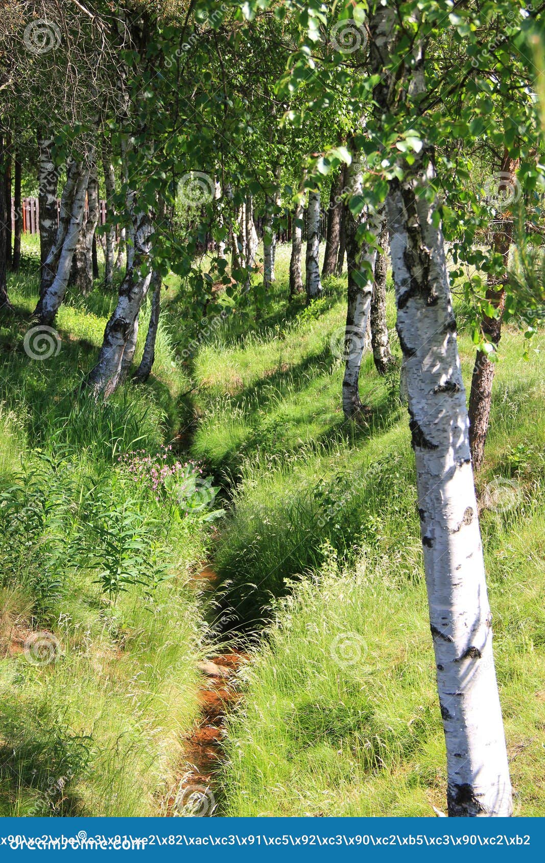 Birch trees three stock image. Image of trunk, plant - 150495195