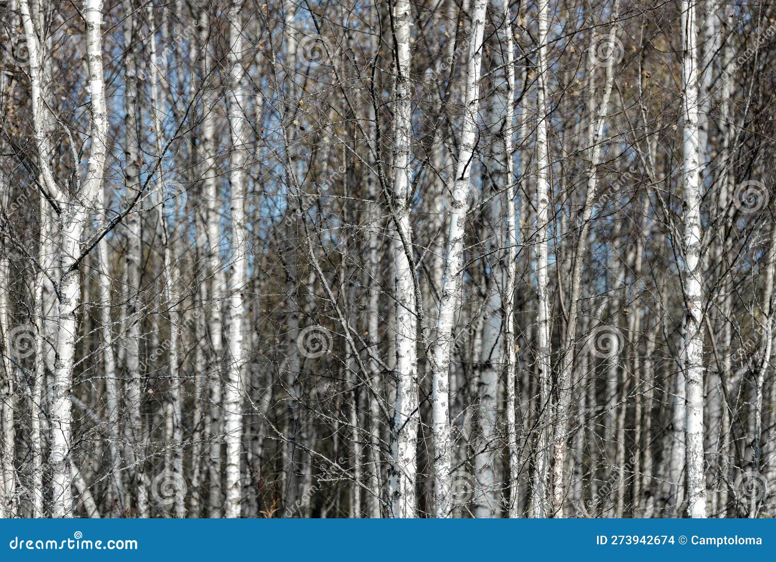 Birch Trees Natural Background Stock Photo - Image of grove, russia ...