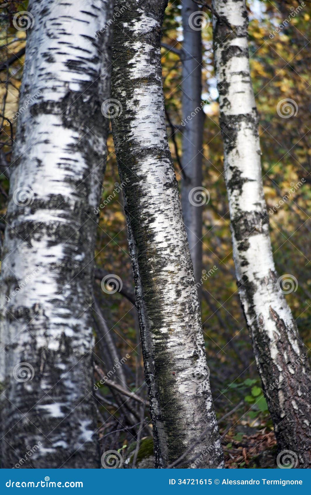 Birch Trees trunk closeup stock image. Image of plant - 34721615