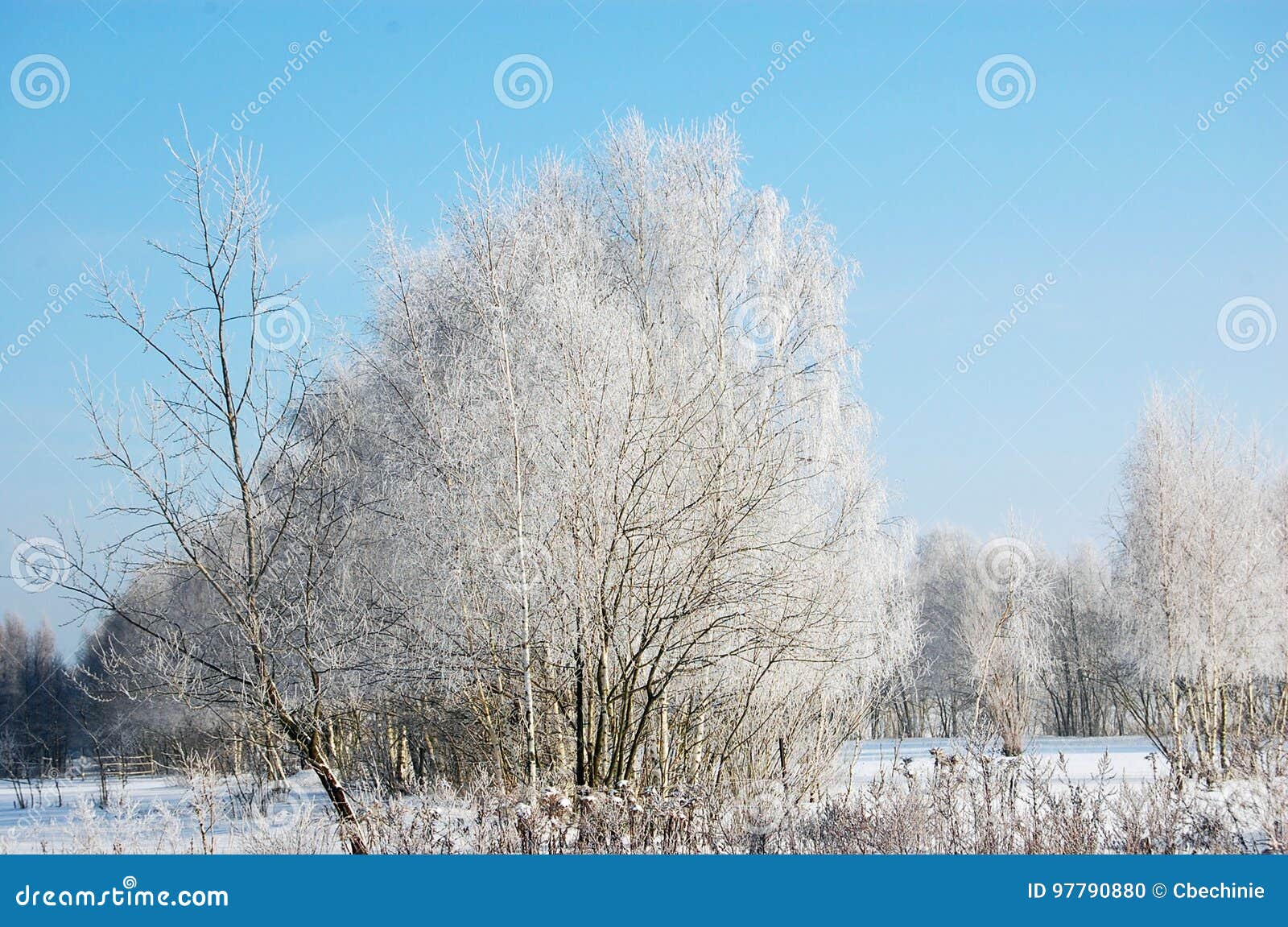 Birch trees under snow stock photo. Image of nature, silence - 97790880