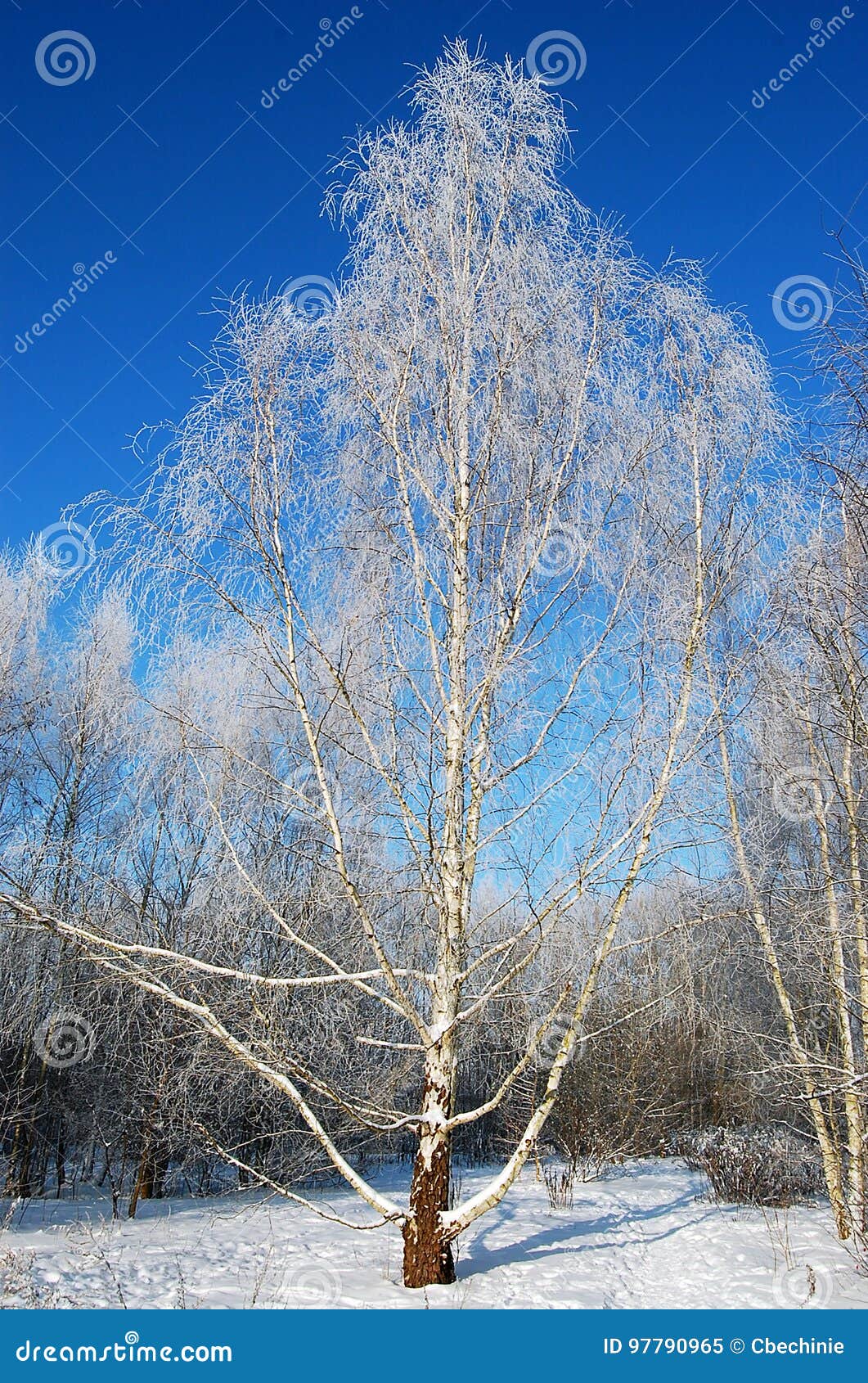 Birch trees under snow stock image. Image of scene, peaceful - 97790965