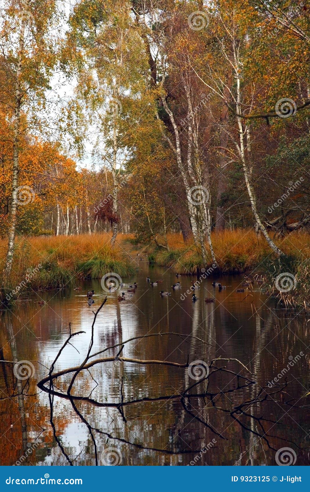 Birch trees at the water stock image. Image of glassy - 9323125