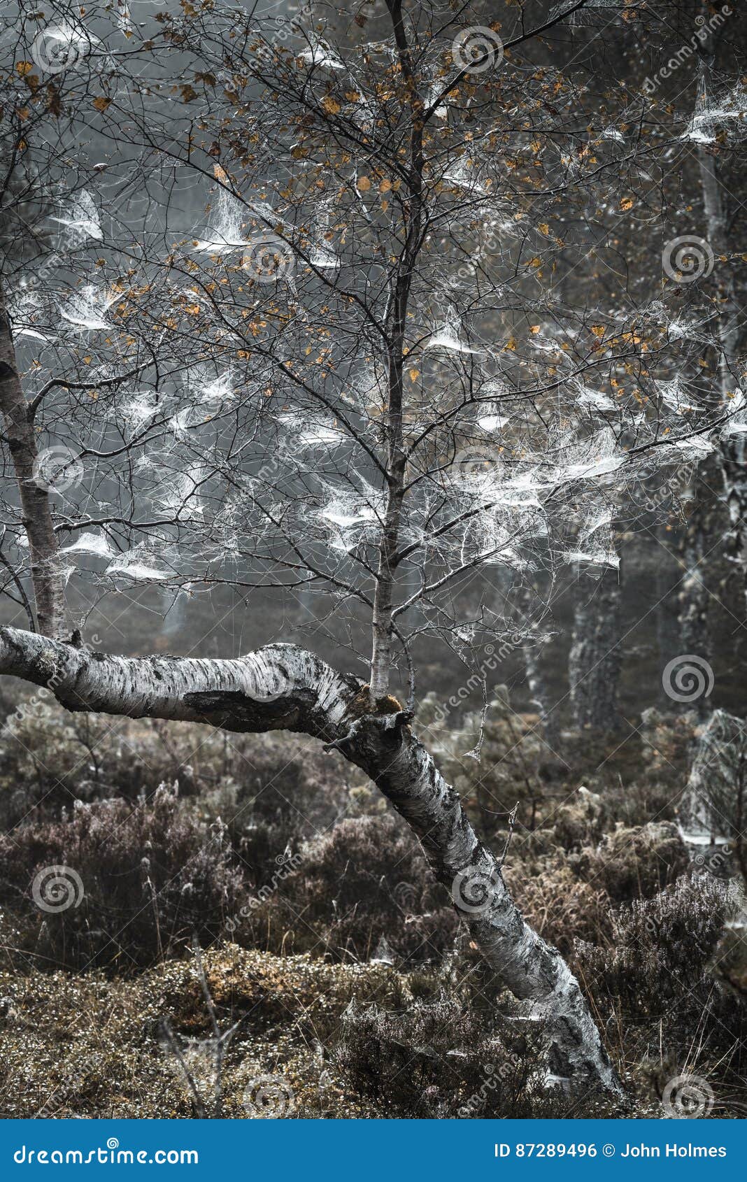 Birch Trees and Webs at Abernethy Forest in Scotland. Stock Photo ...
