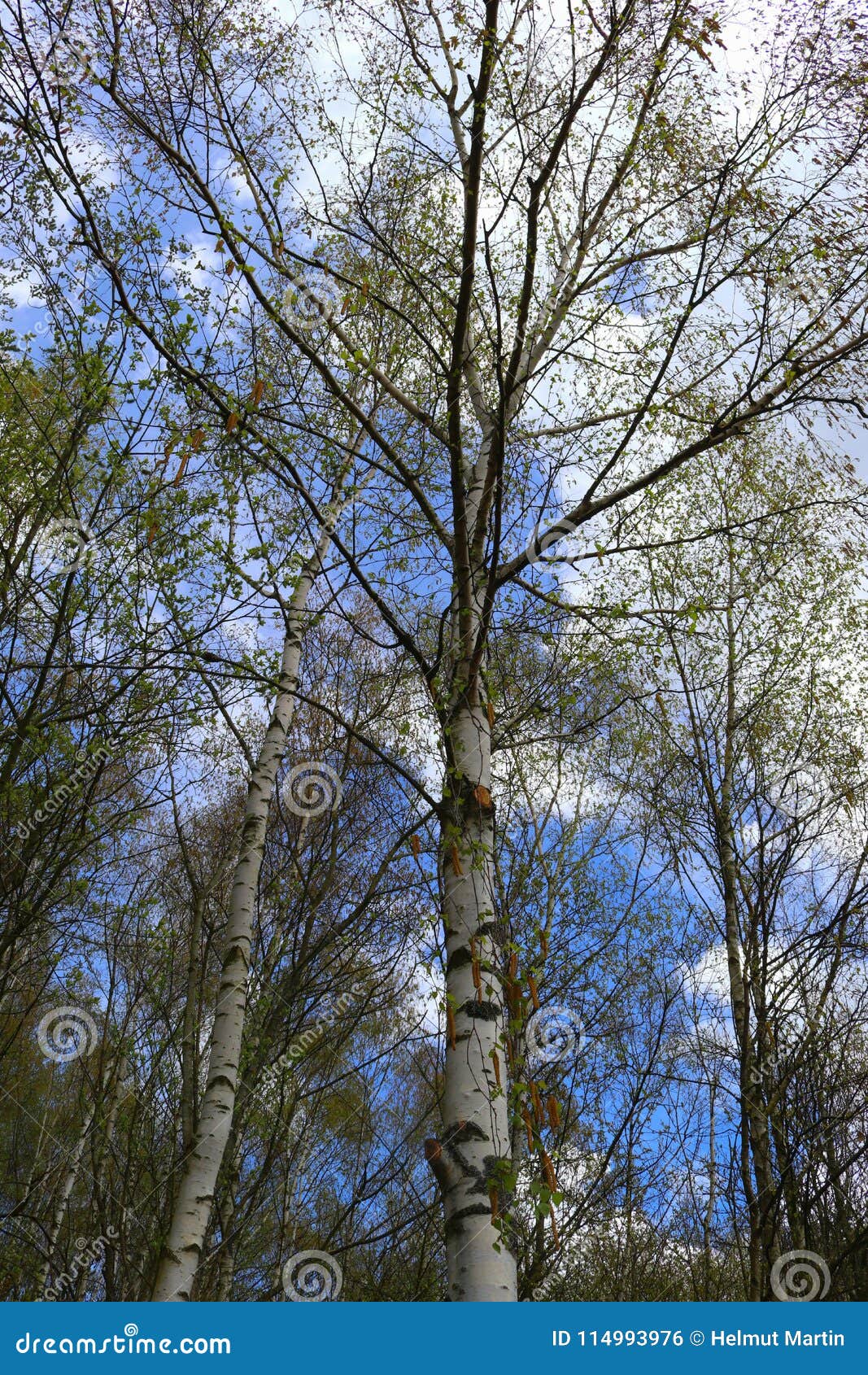Birch Tree Trunks in Early Spring Stock Photo - Image of nature, tree ...
