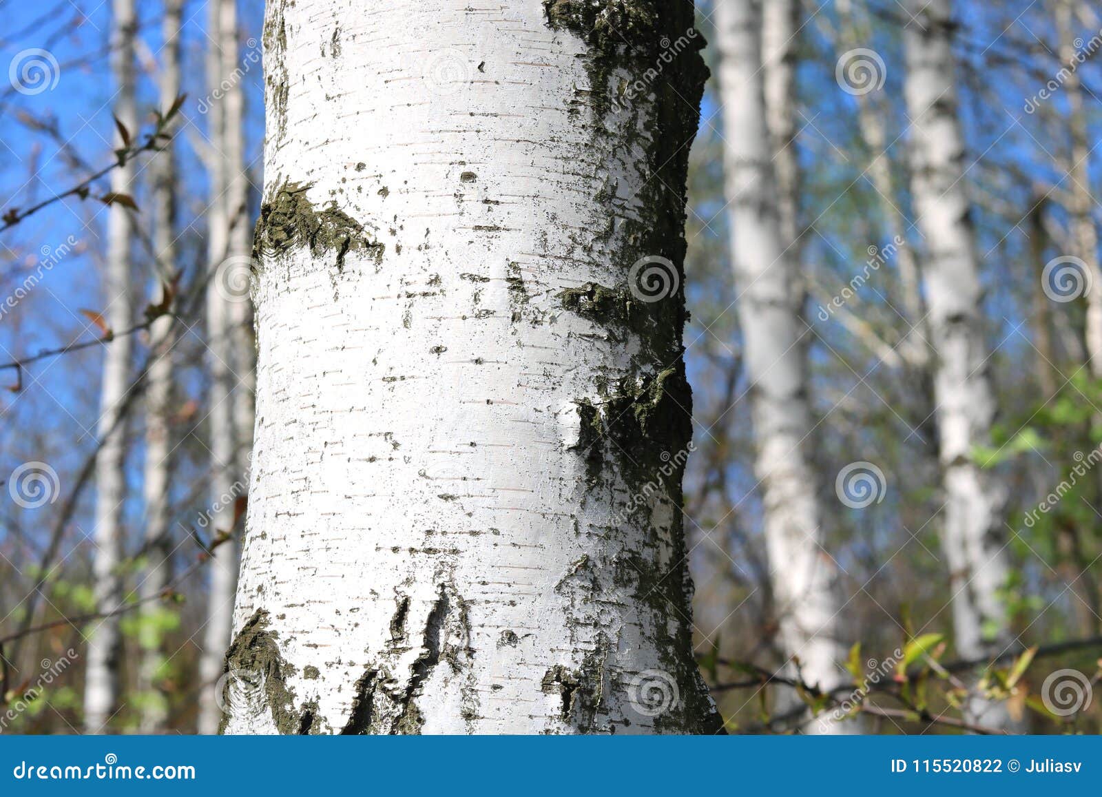 Birch Trees with White Bark in Spring Stock Photo - Image of freshness ...