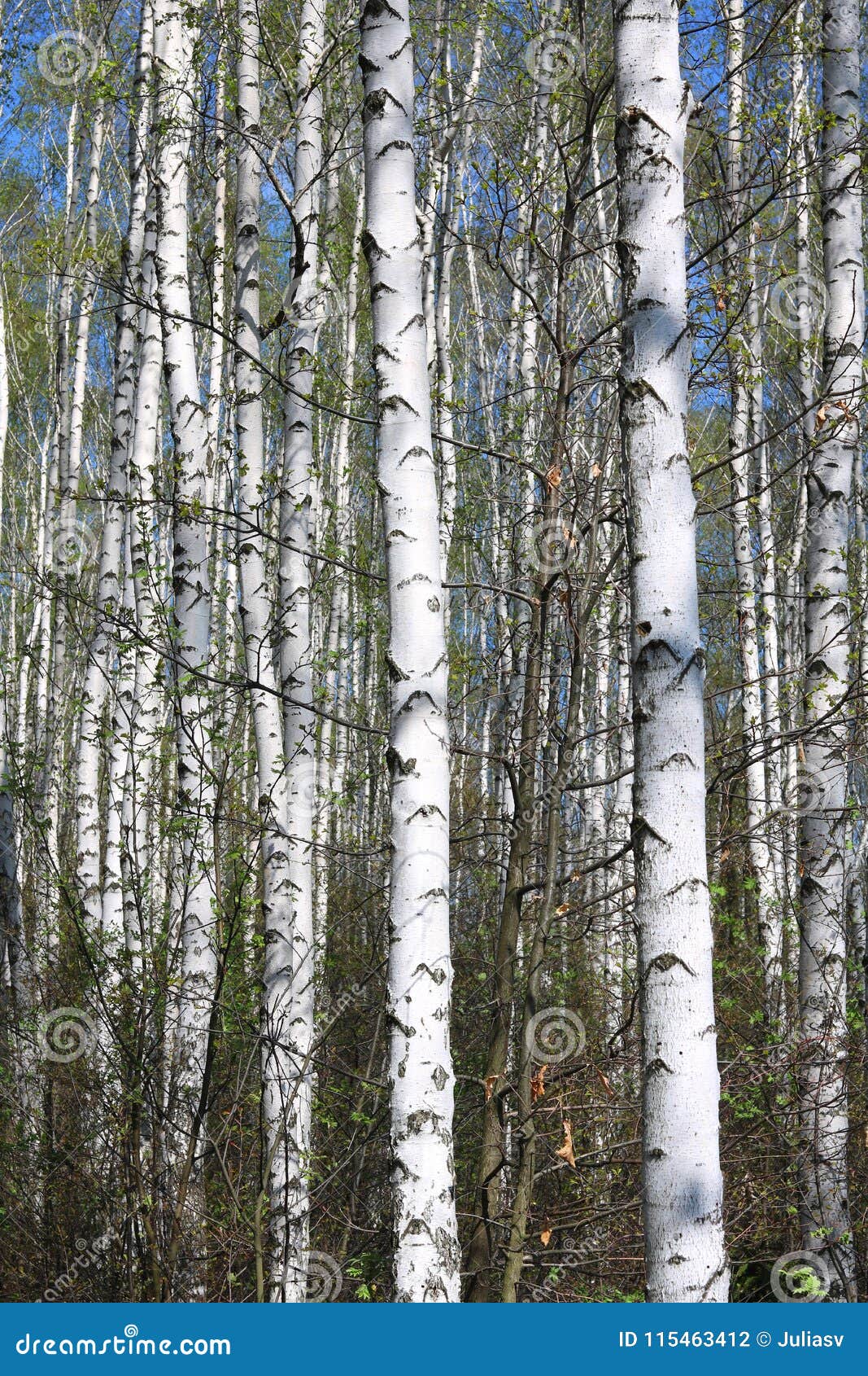 Birch Trees with White Bark in Spring Stock Photo - Image of grove ...