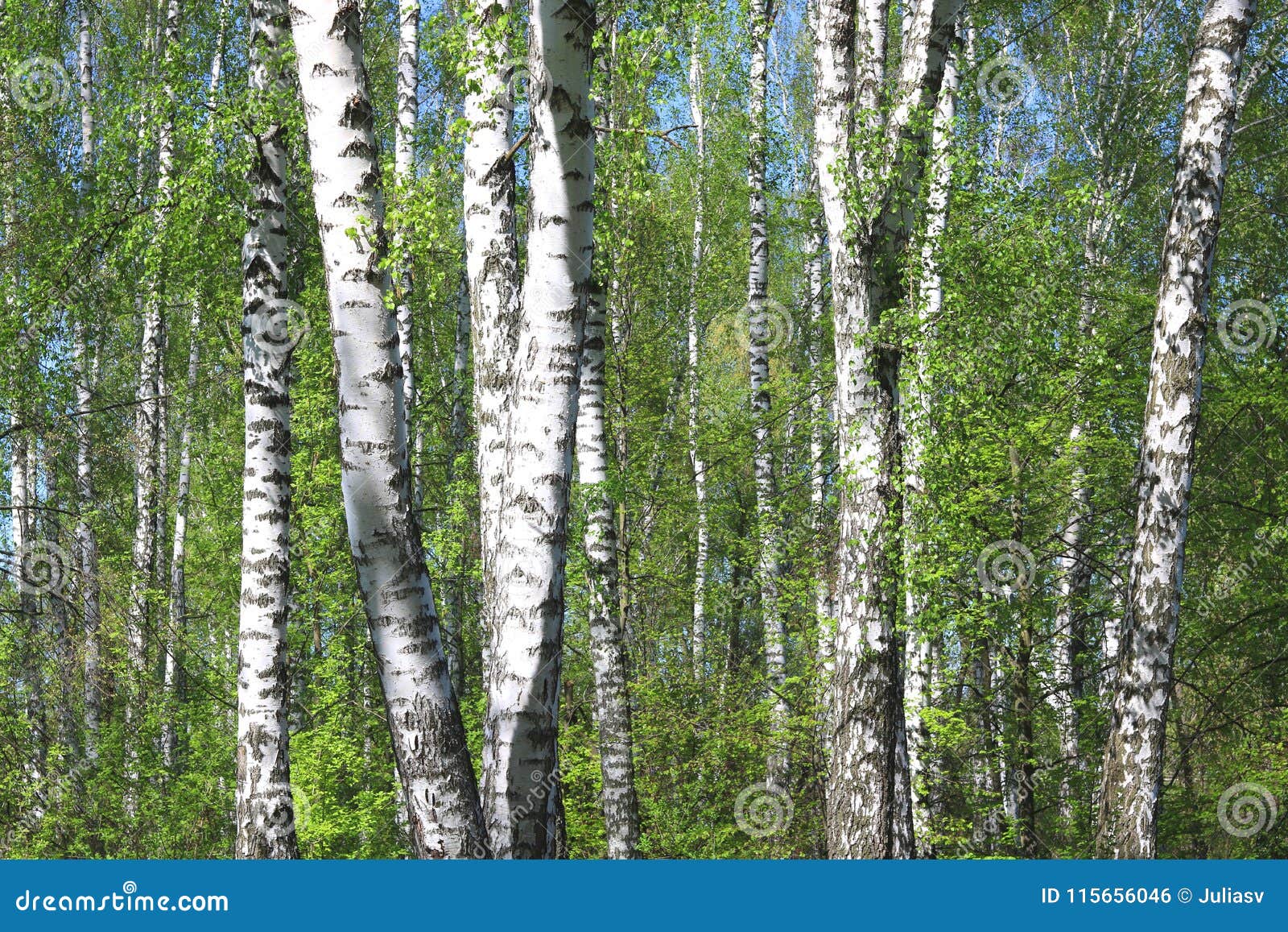 Birch Trees with White Bark in Spring Stock Photo - Image of bright ...