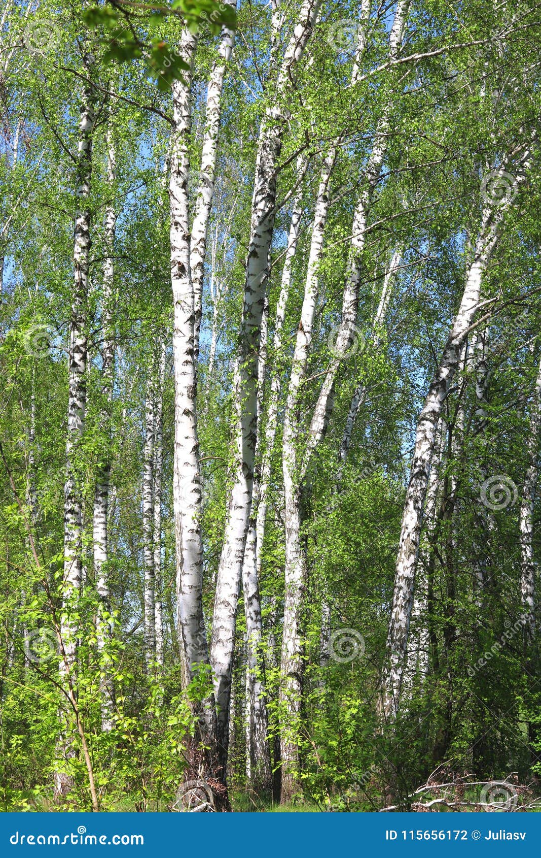 Birch Trees with White Bark in Spring Stock Photo - Image of group ...