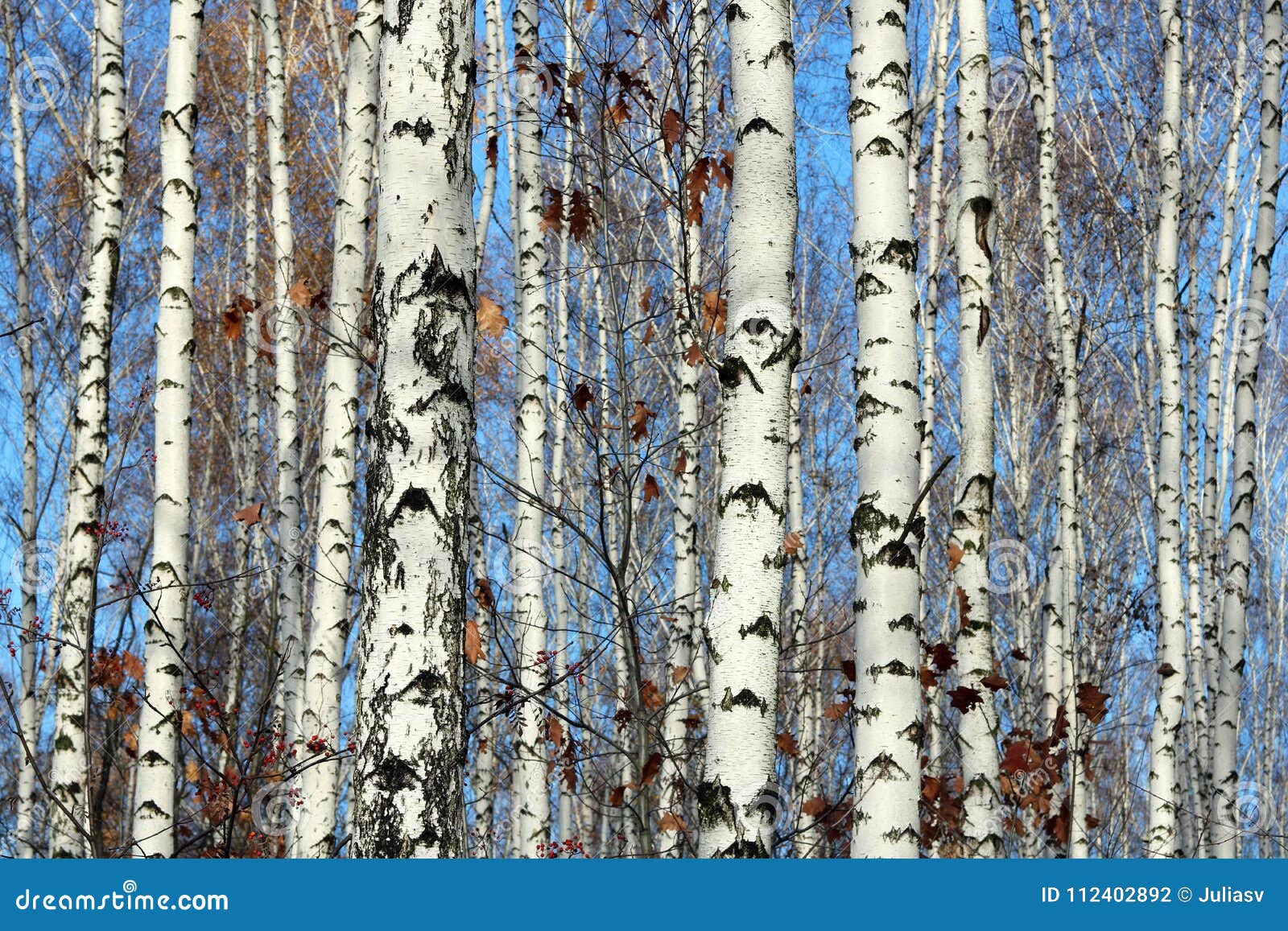 Birch Trees with White Bark Stock Photo - Image of background, abstract ...