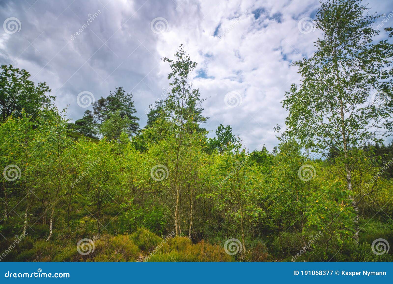 Birch Trees in Wilderness Nature in Scandinavia Stock Image - Image of ...